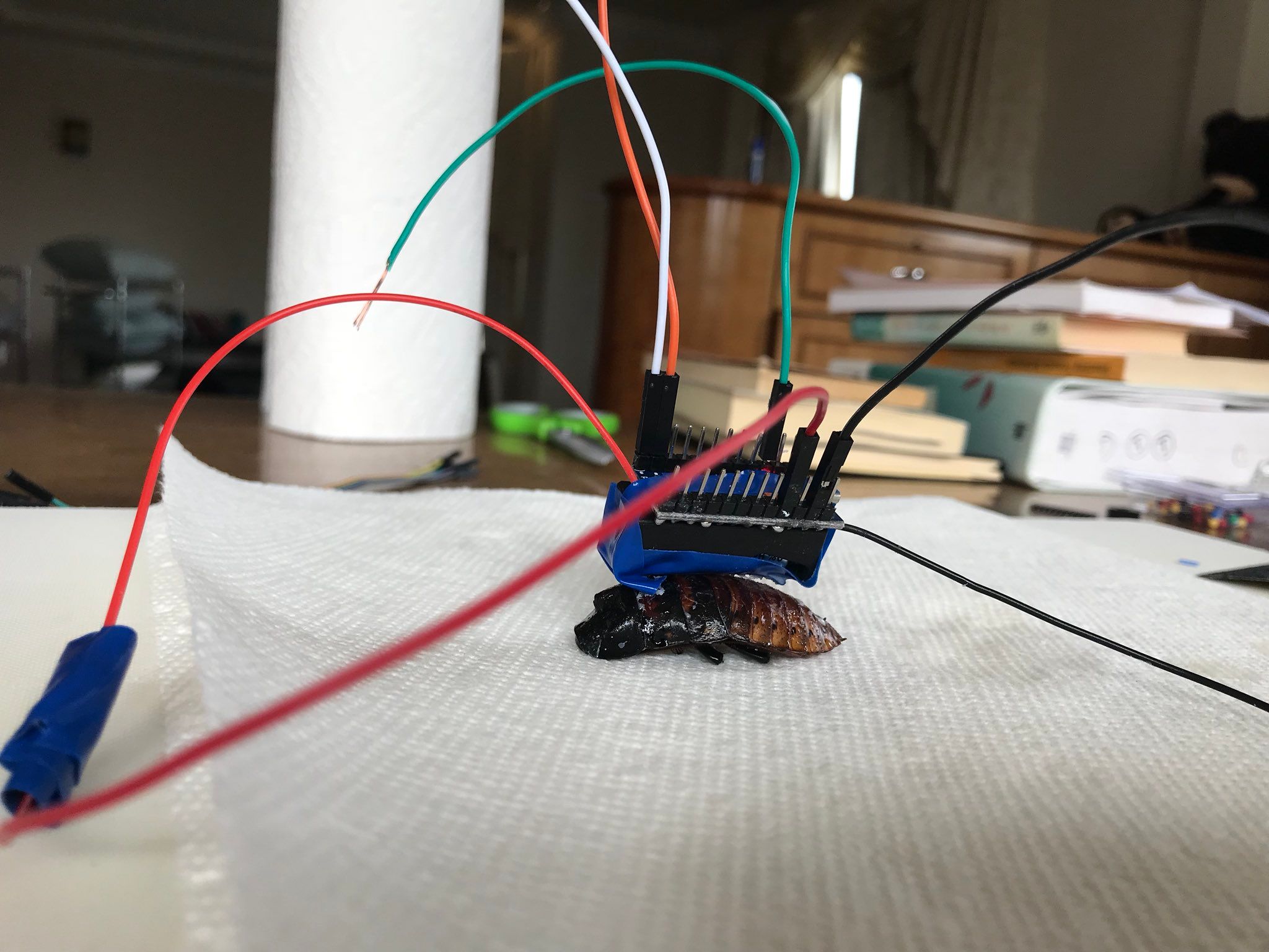 Control a Cockroach With Arduino for Under $30 : 6 Steps - Instructables