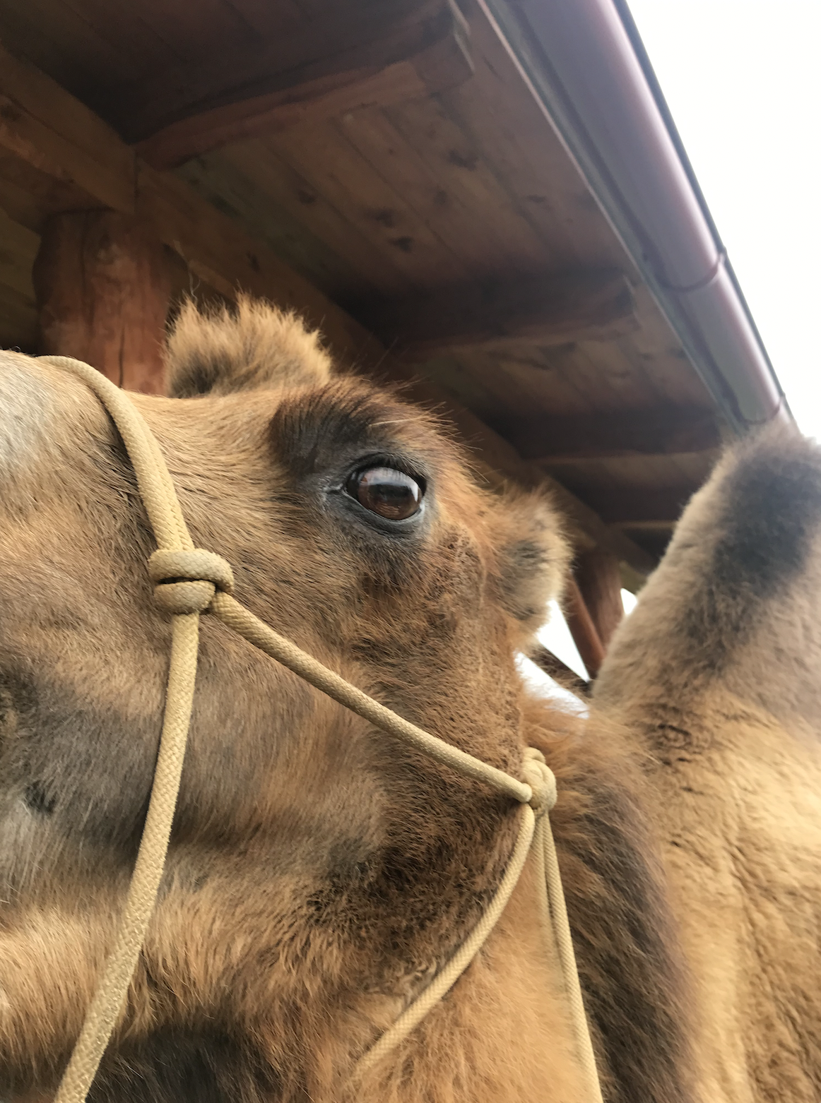 How to Befriend a Camel : 7 Steps - Instructables