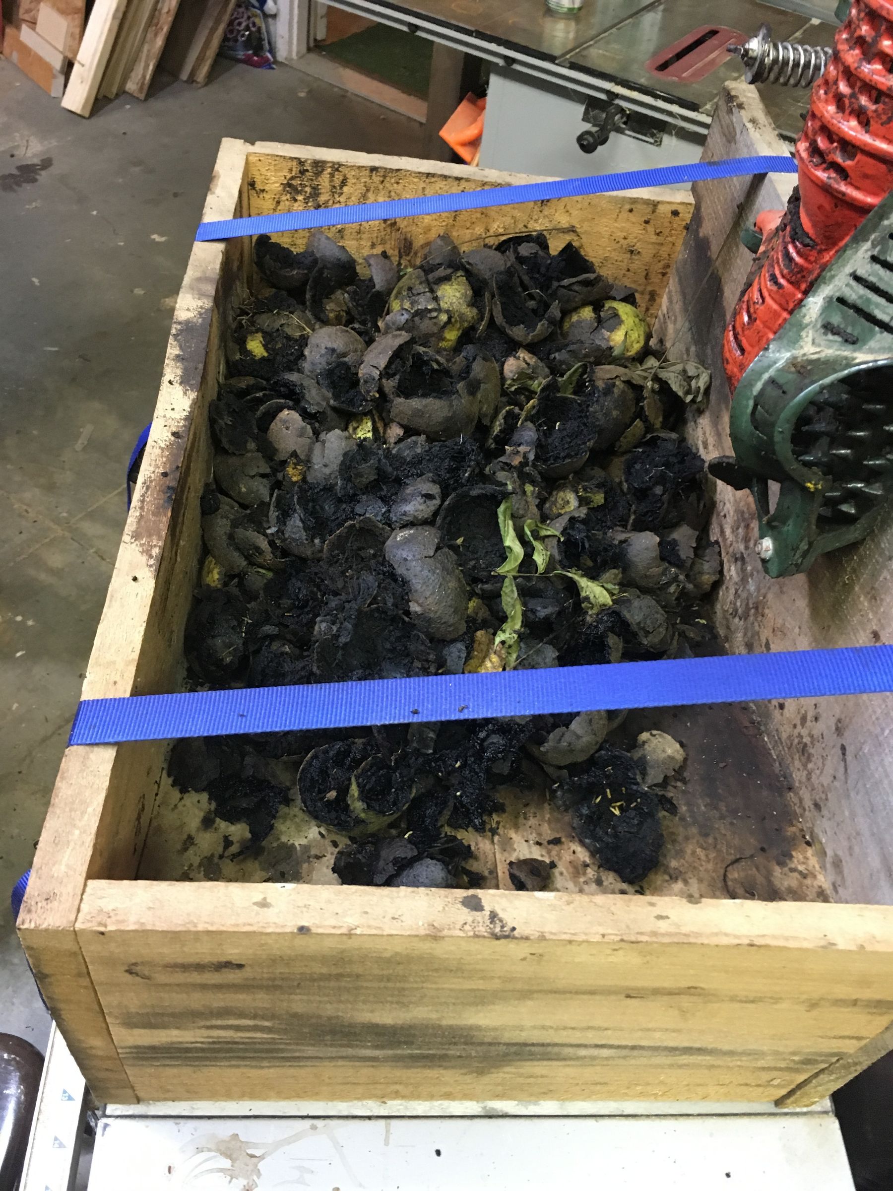 Harvesting and Processing Black Walnuts : 13 Steps - Instructables