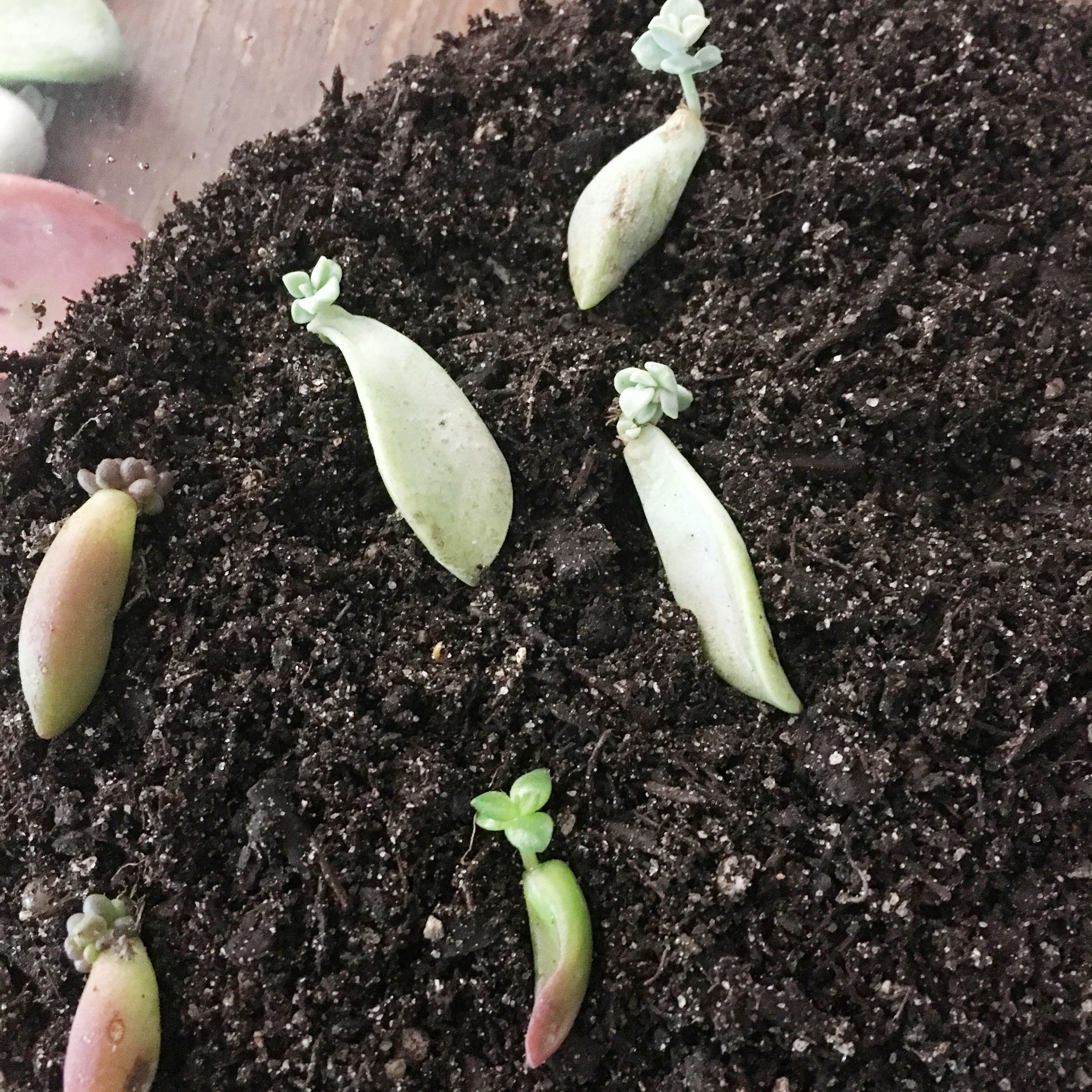 Easy Succulent Propagation : 6 Steps (with Pictures) - Instructables
