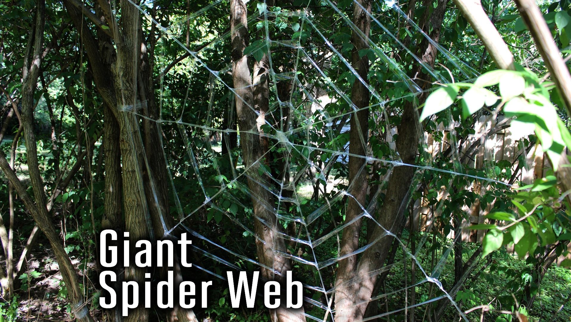 Giant Spider Webs In Trees