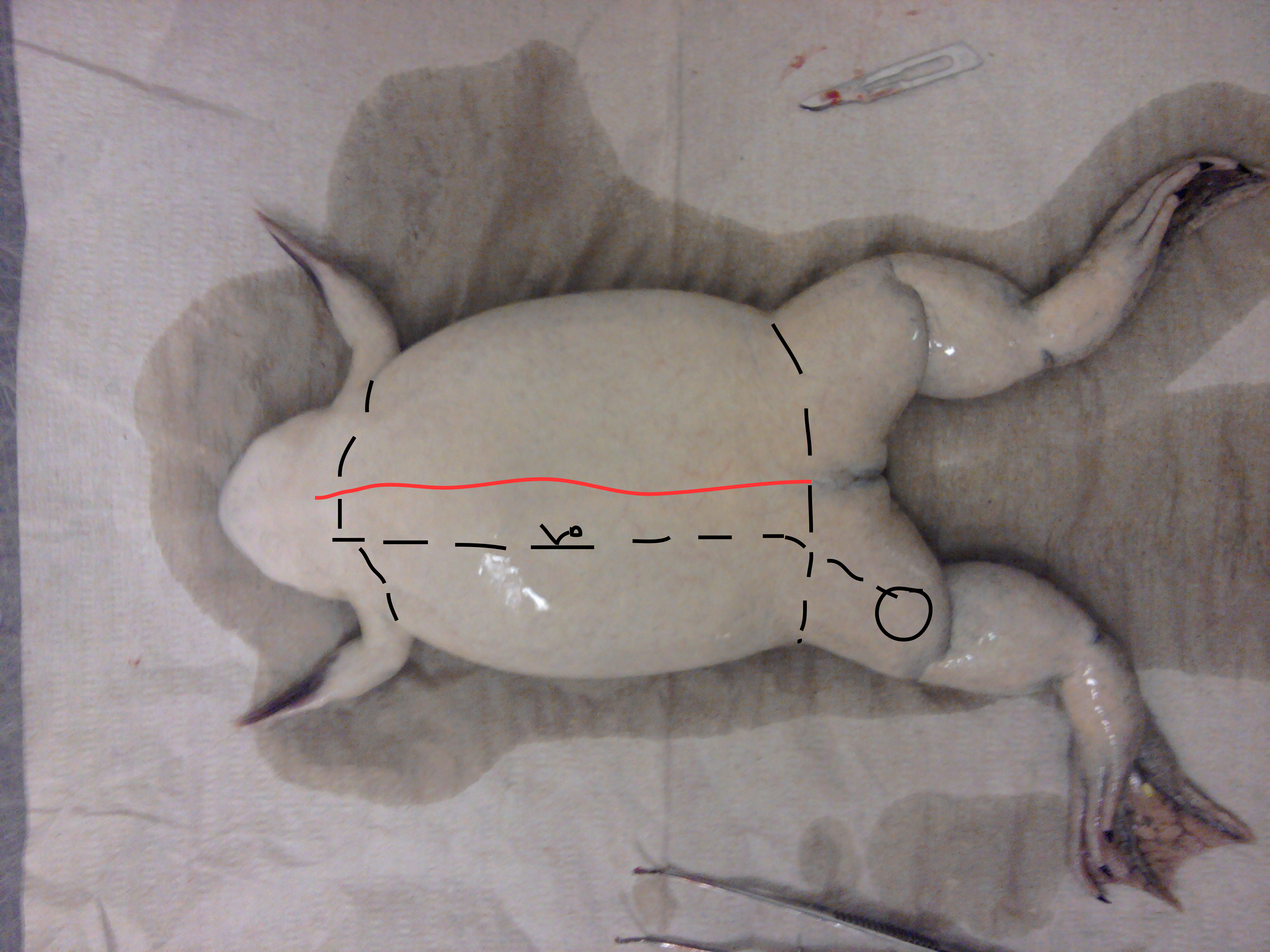 How to Dissect a Frog : 5 Steps - Instructables