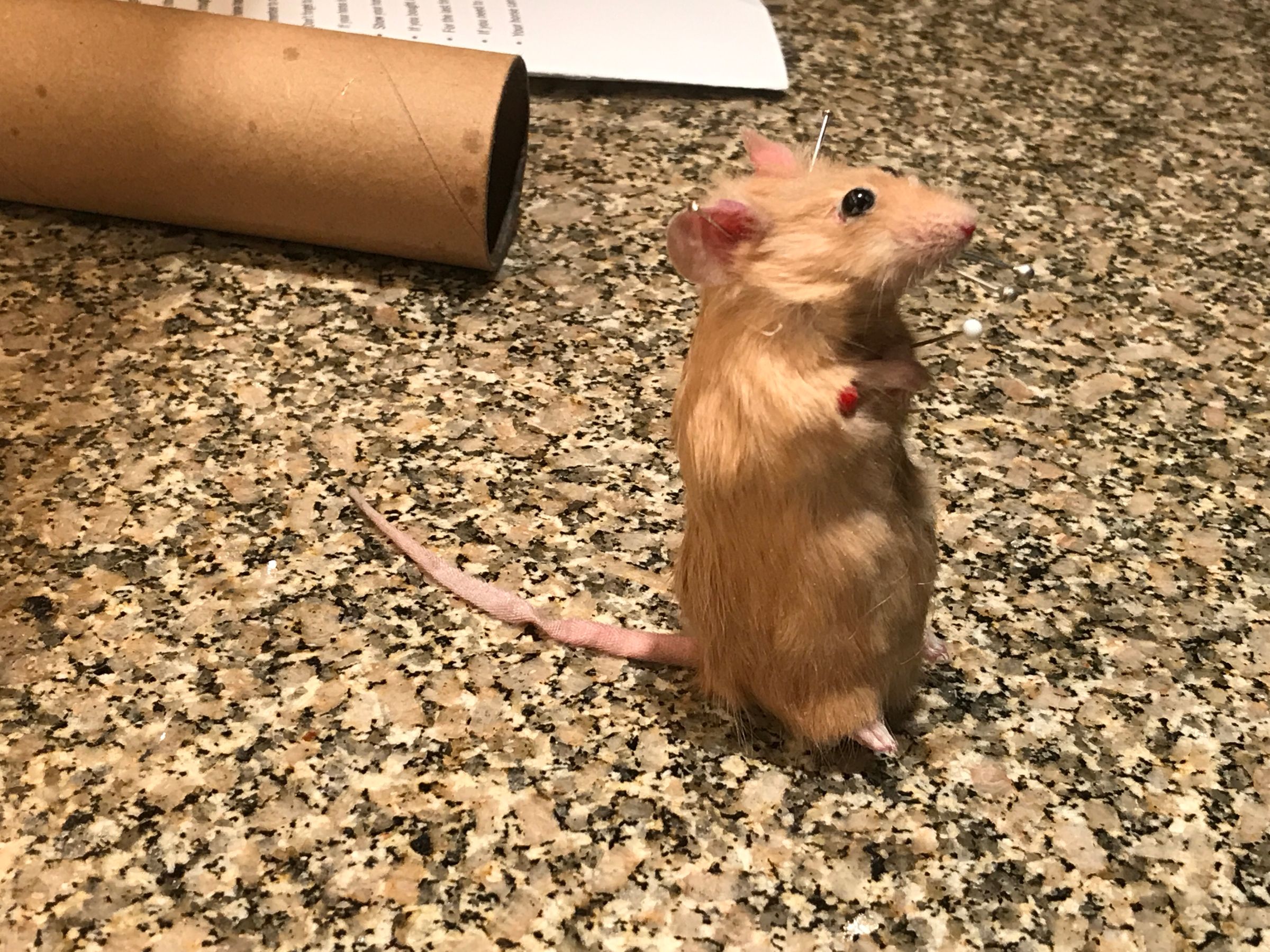 Mouse Taxidermy : 27 Steps (with Pictures) - Instructables