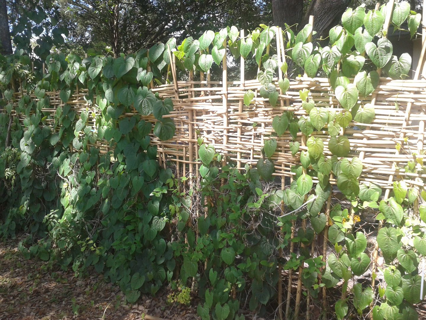 Weave a Bamboo Privacy Fence : 7 Steps (with Pictures) - Instructables