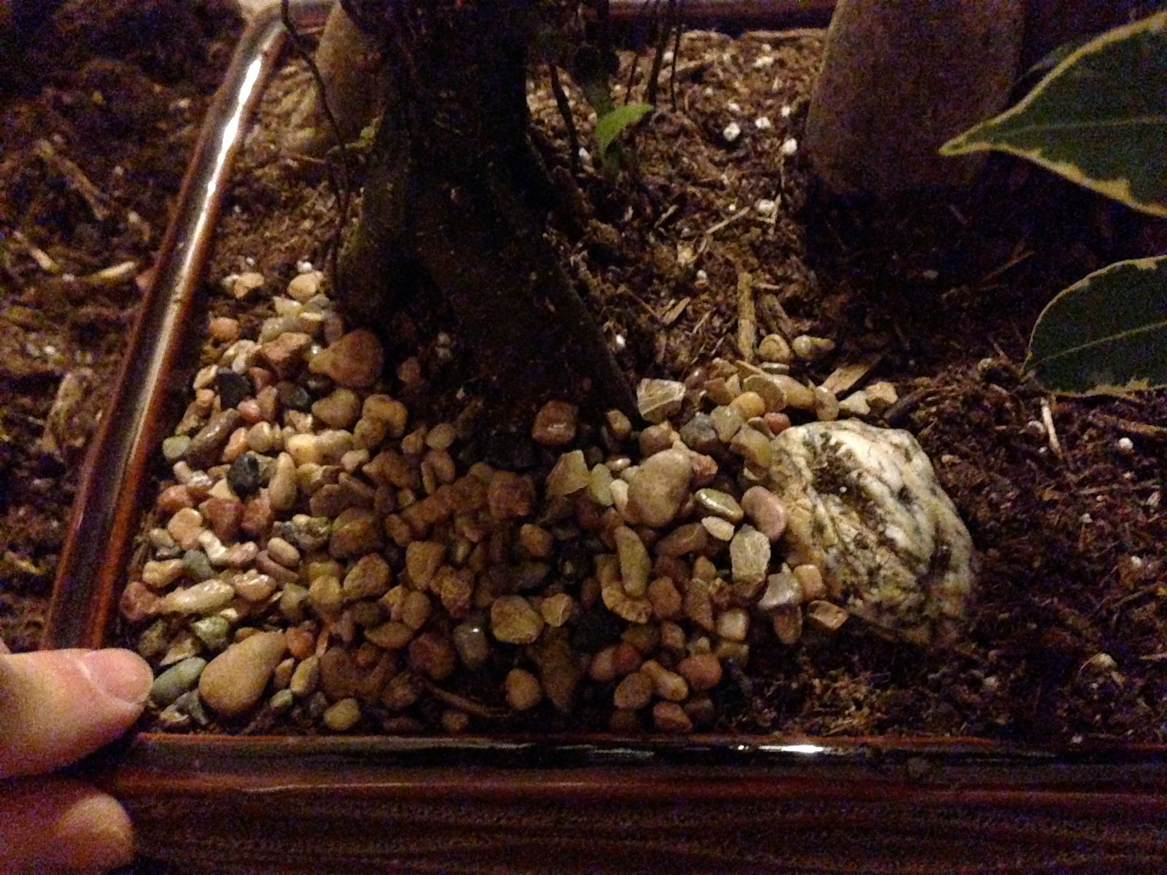 Bonsai Basics 1: Rescuing "Mallsai" : 7 Steps - Instructables