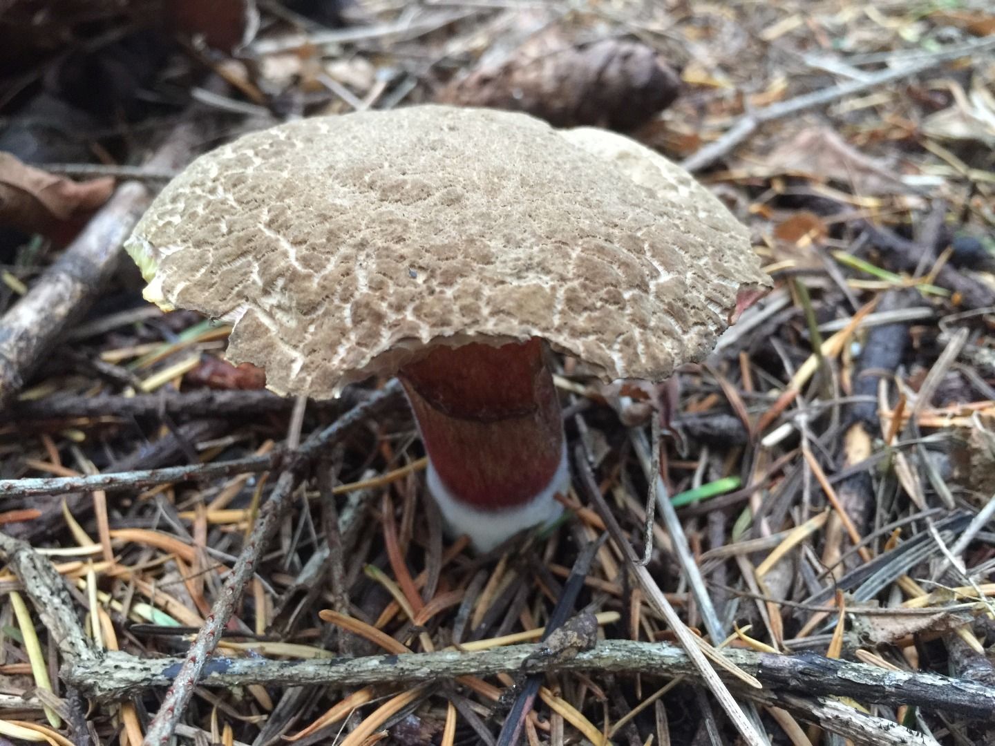 Nature Tracker: Parameter Mapping With the Intel Edison : 7 Steps (with Pictures) - Instructables