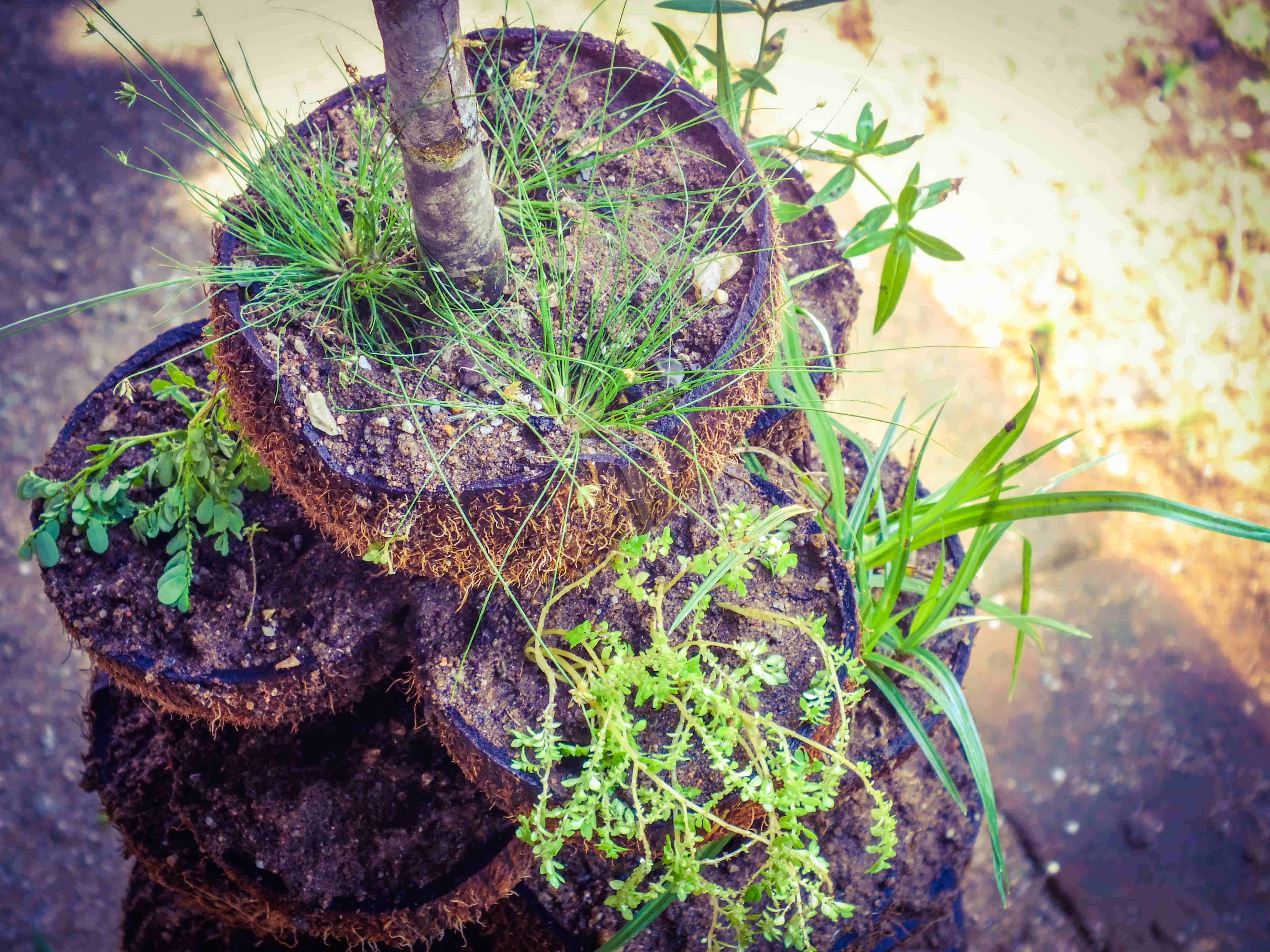 Coconut Shell Stackable Pot : 5 Steps (with Pictures) - Instructables