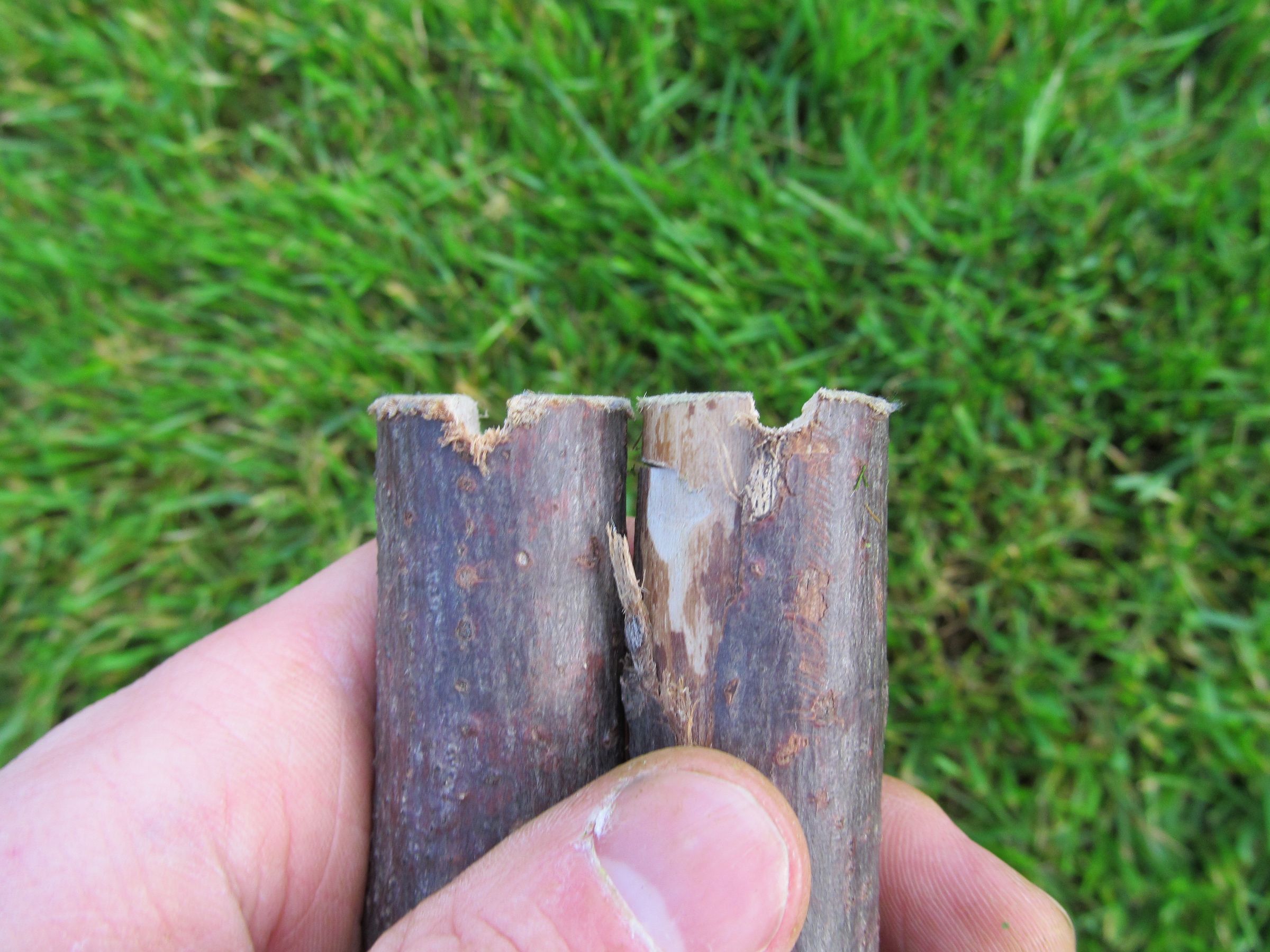 Split Stick Deadfall Trap : 4 Steps (with Pictures) - Instructables