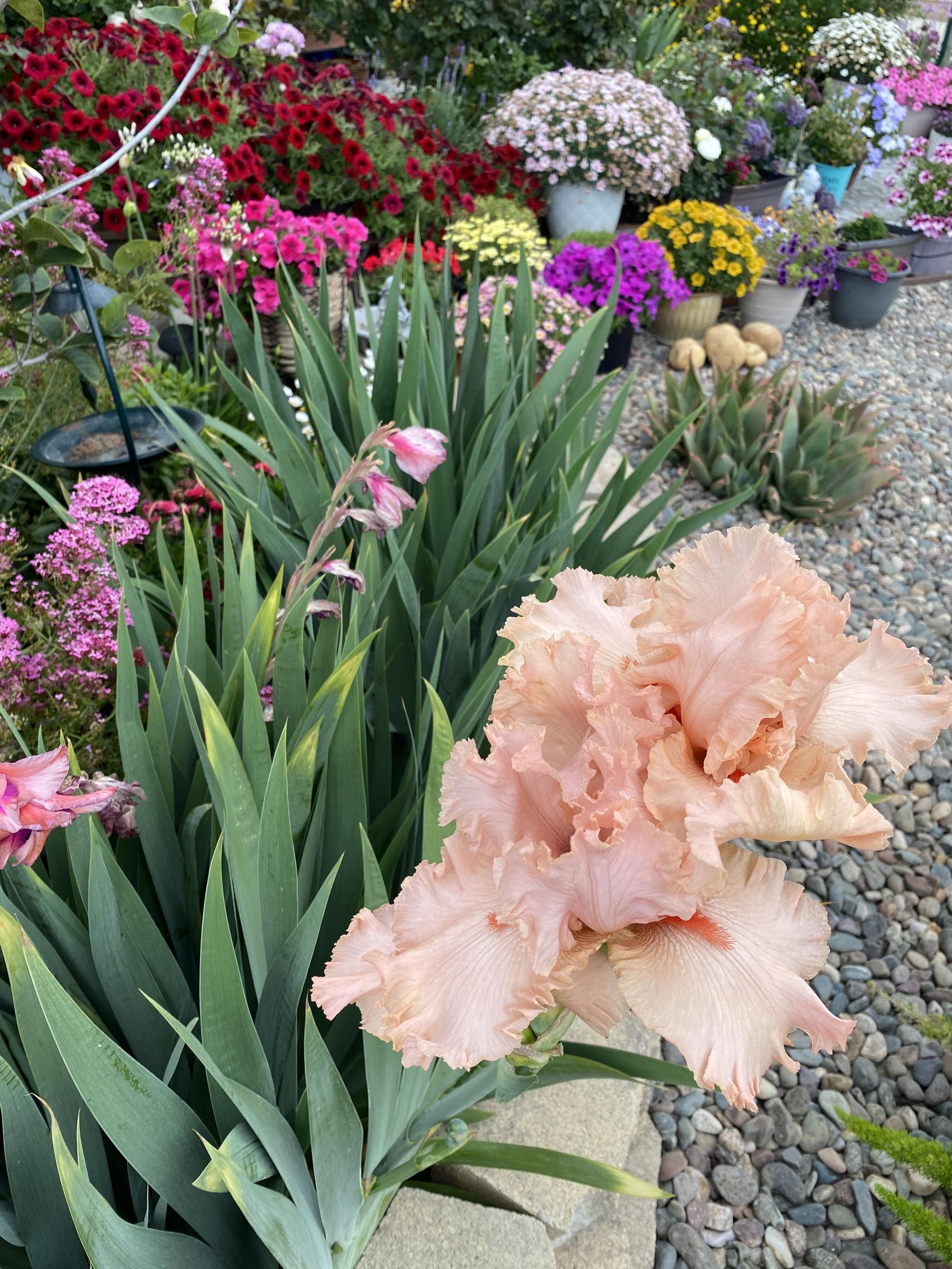 My Garden Project - Combination of Landscaping, Irrigation and Flower ...