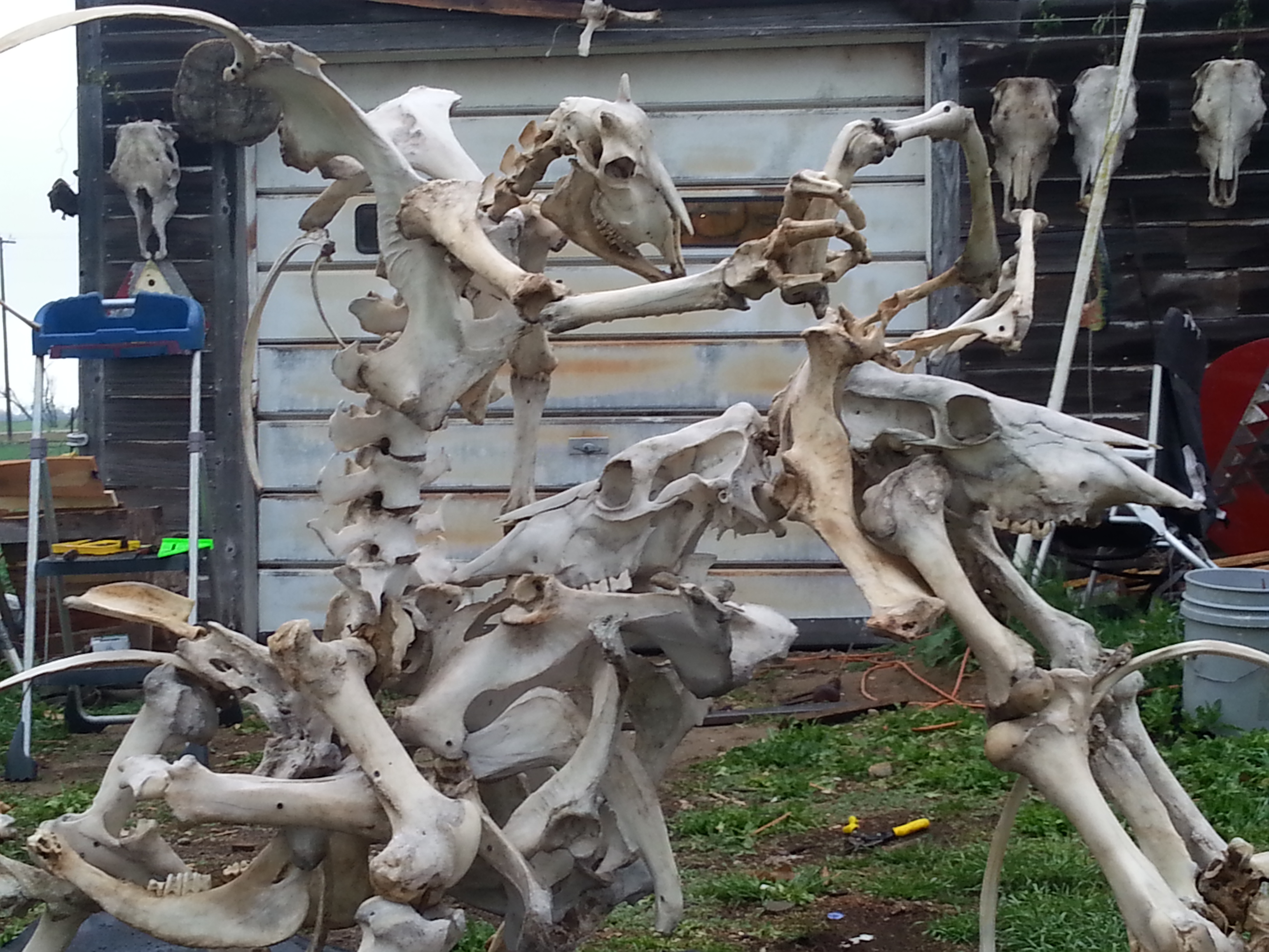 Bone Sculptures : 11 Steps (with Pictures) - Instructables