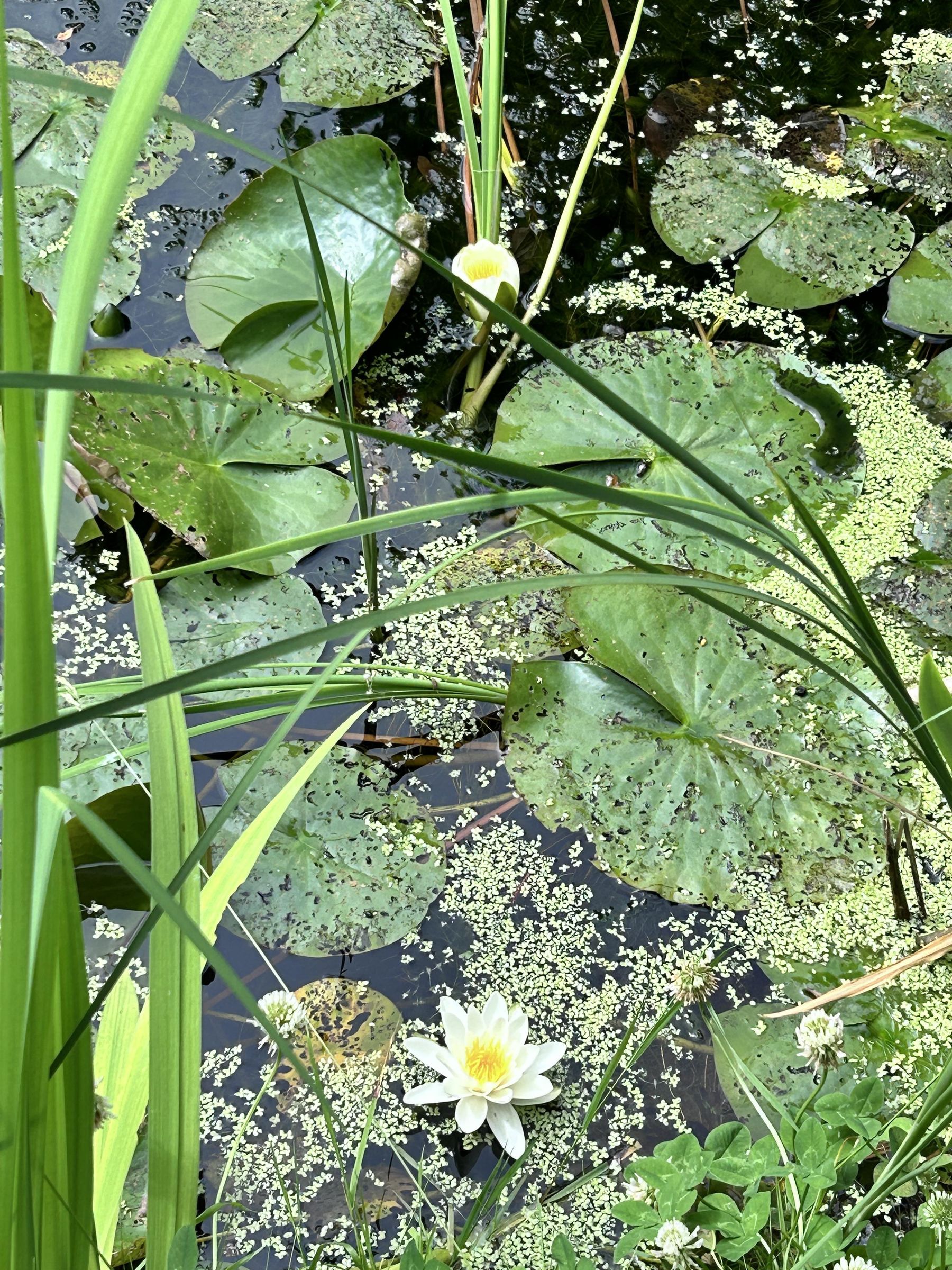 A Wild Pond Teeming With Plants, Insects and Newts : 5 Steps (with ...