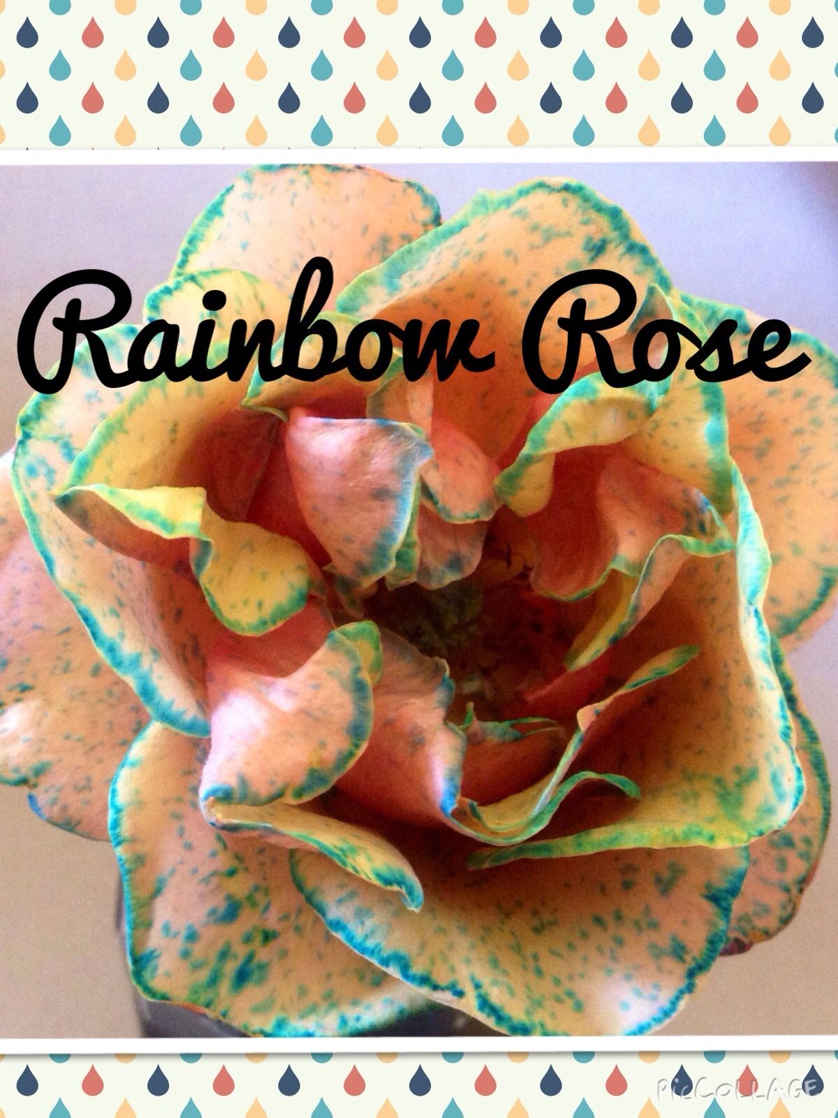 Rainbow Rose : 3 Steps (with Pictures) - Instructables