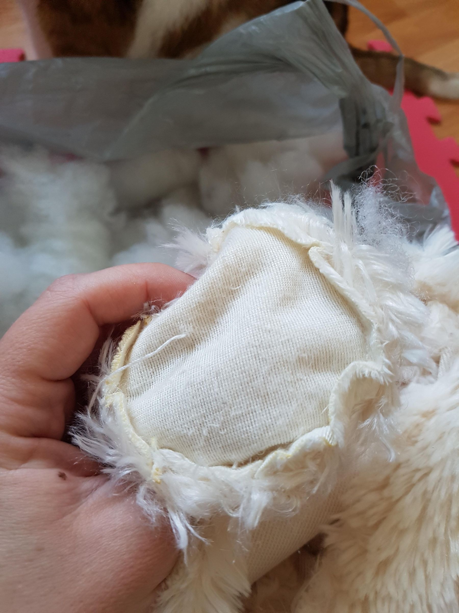 Turn Your Pet Into a Real Life Teddy Bear : 7 Steps (with Pictures ...