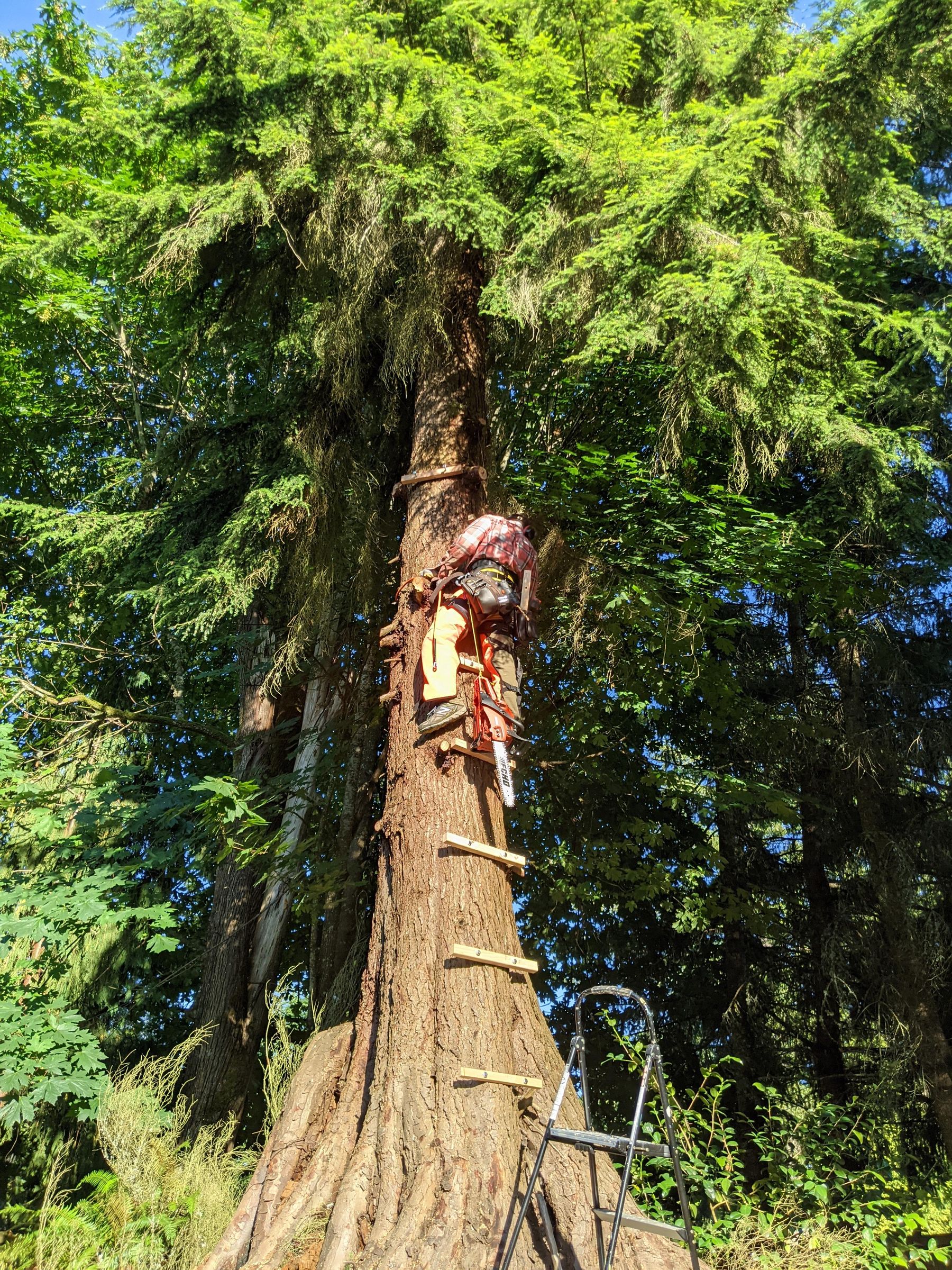 DIY: Build a Ladder and Cut the Tree - Removing Large Trees Near Fences ...