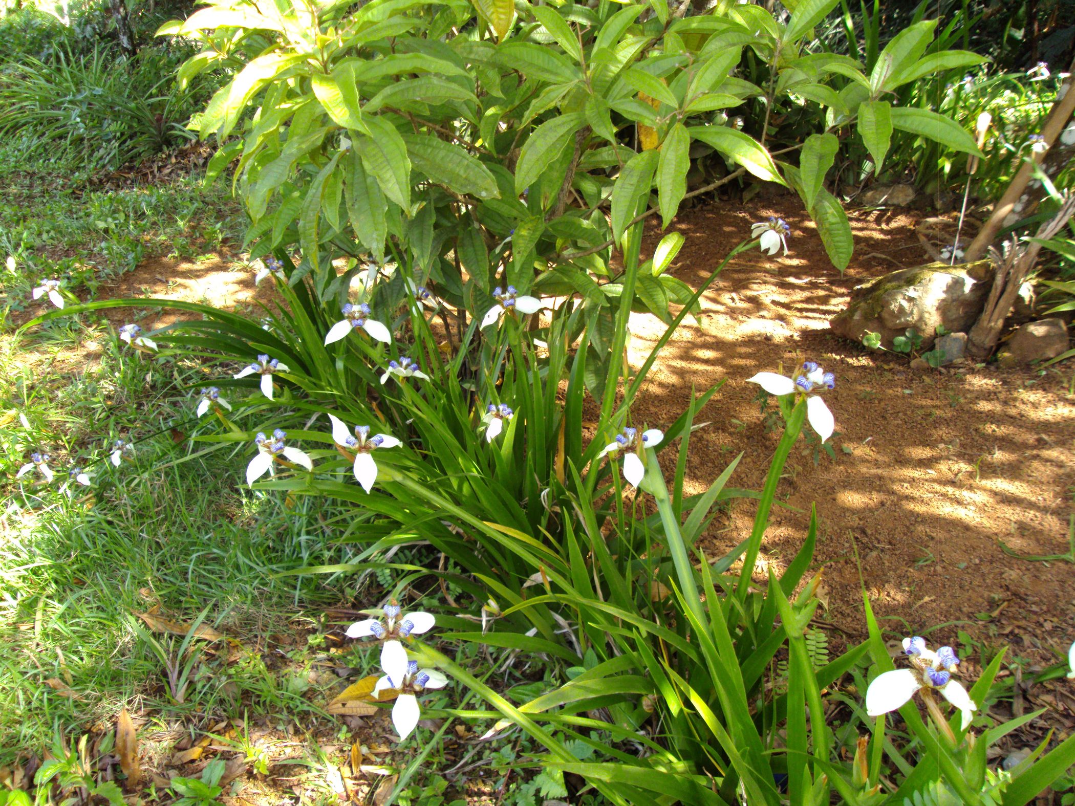 Iris Furrows/ Surcos De Iris : 5 Steps - Instructables