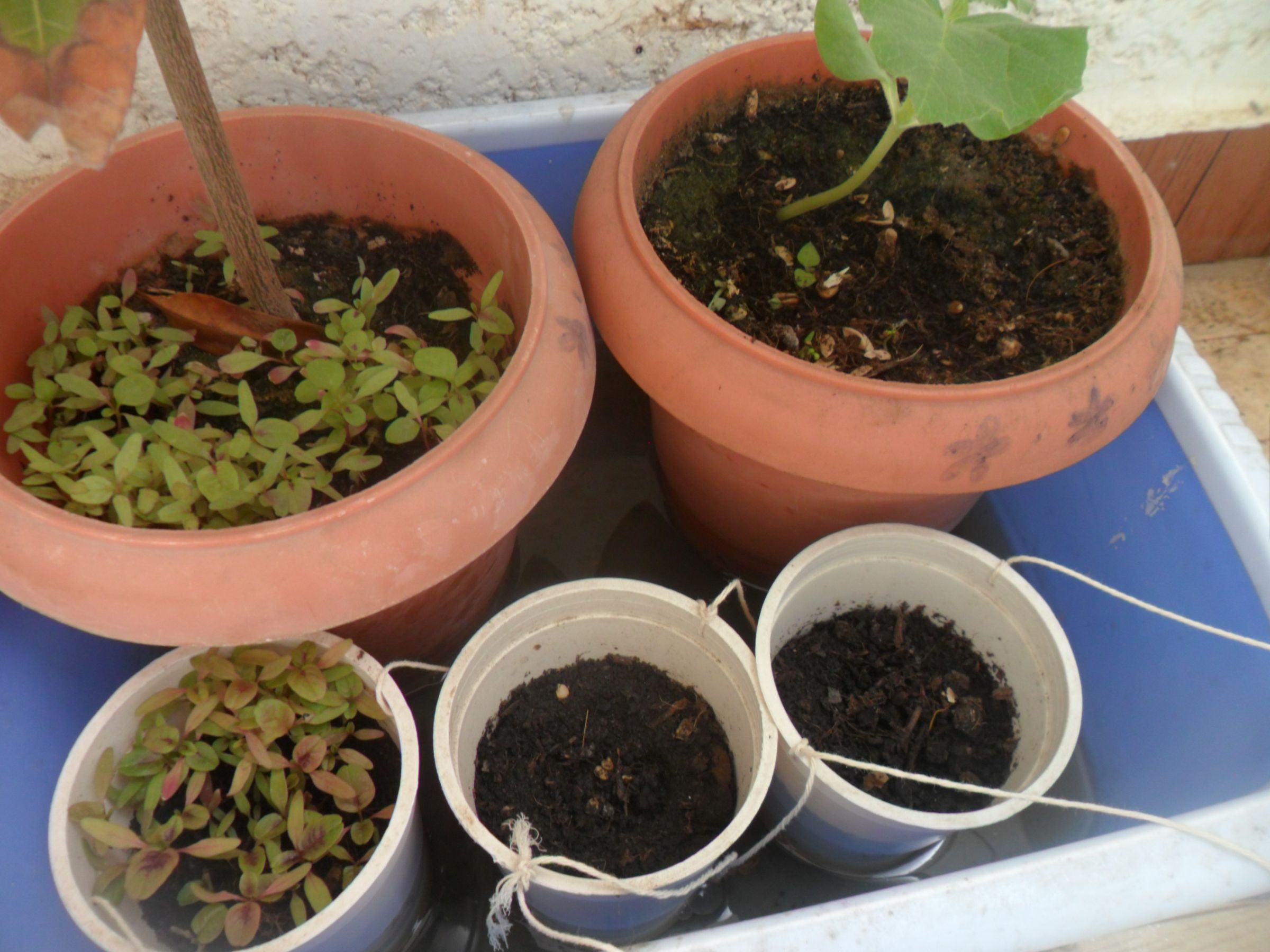 Super Simple Sub-irrigation System - Instructables