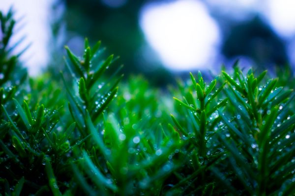 A Complete Beginner's Guide to Raw Files and Raw Processing : 11 Steps ...