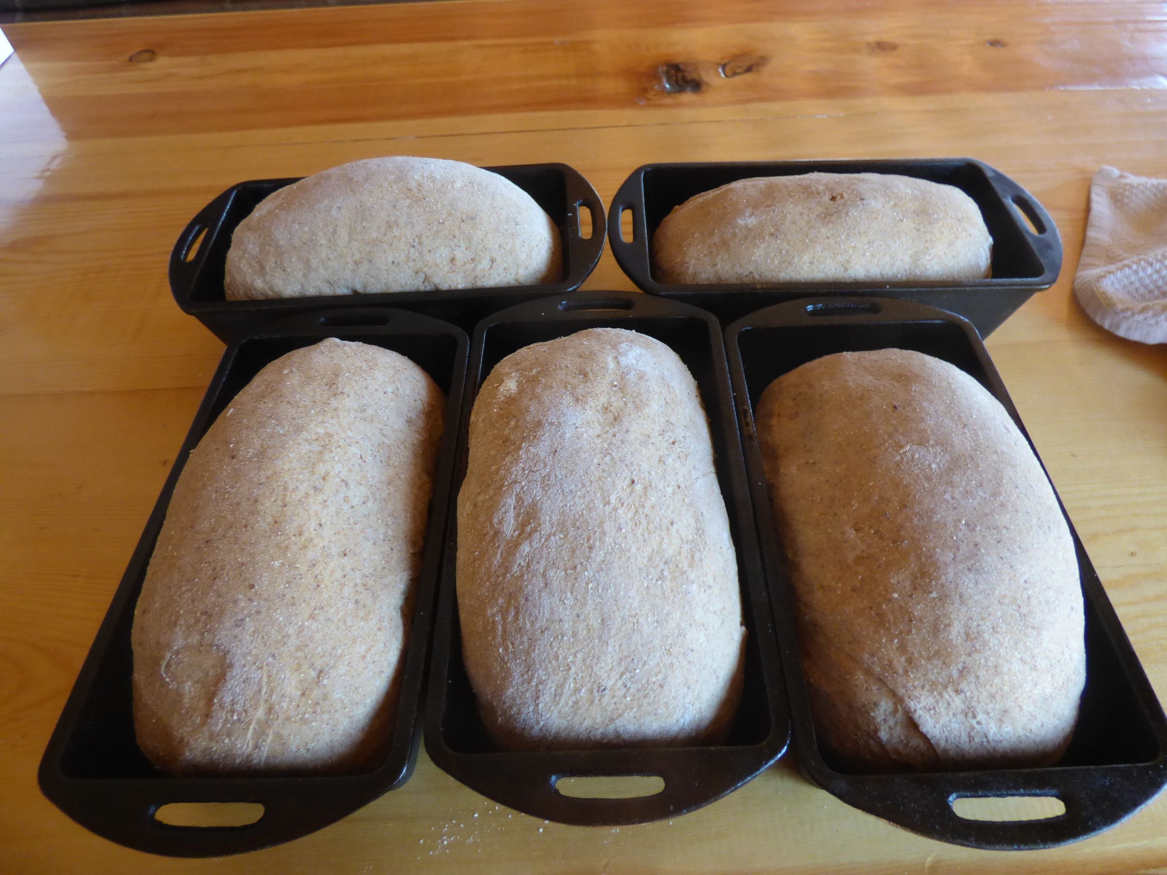 Whole Grain Wheat Bread : 12 Steps (with Pictures) - Instructables