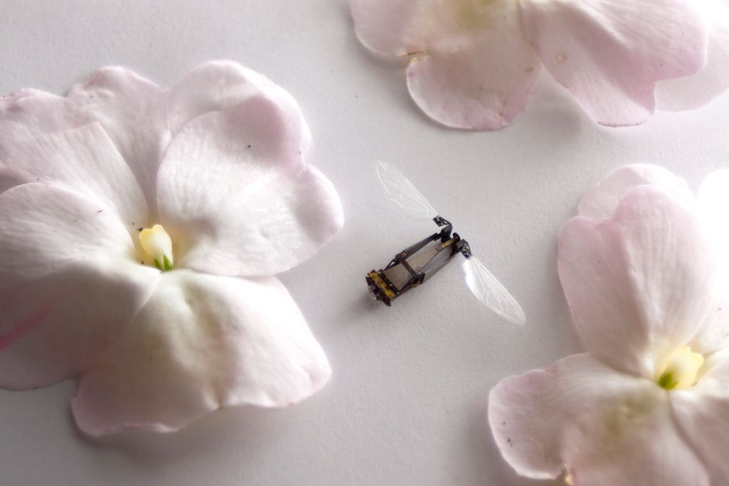 Build a Paper RoboBee Model : 10 Steps (with Pictures) - Instructables