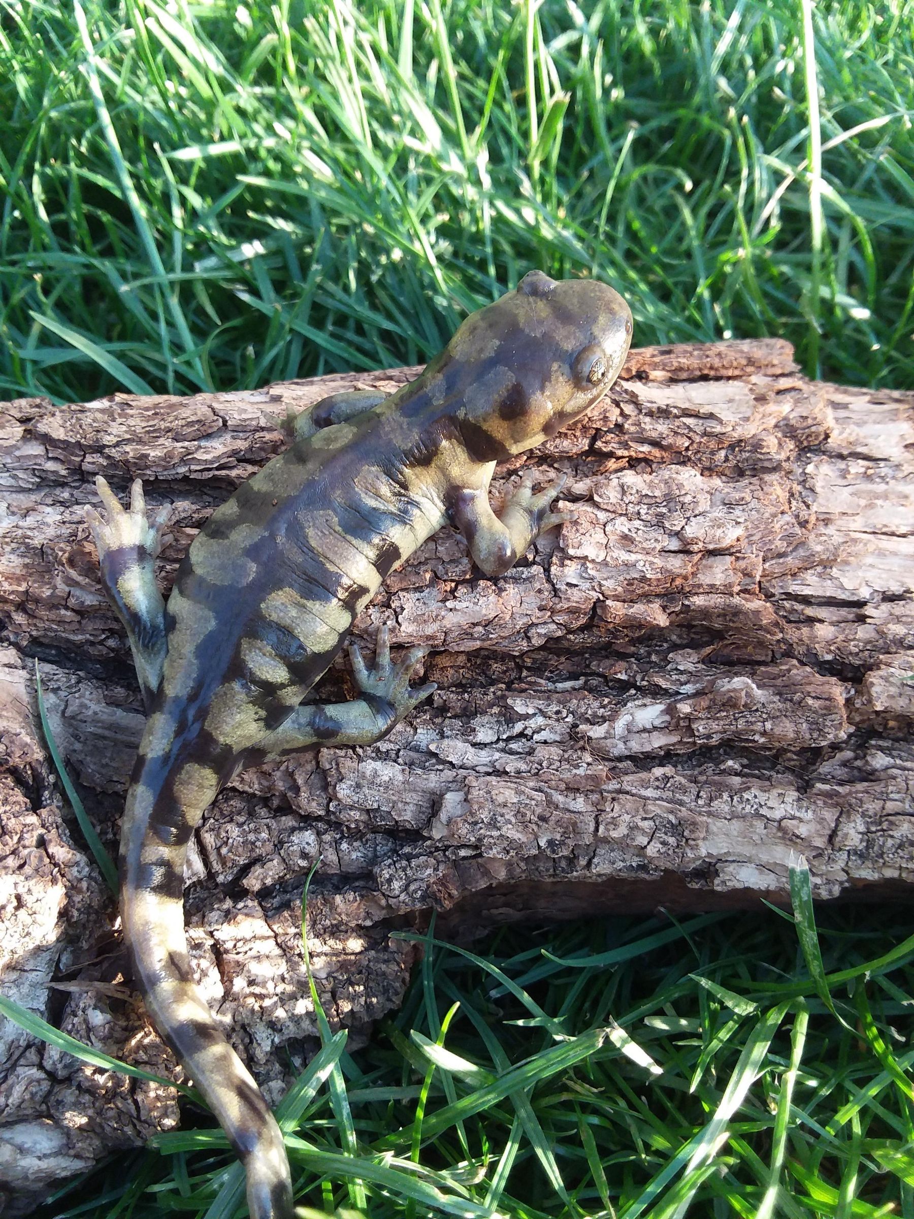 Herpetology- Identifying Variations of Tiger Salamanders : 4 Steps ...