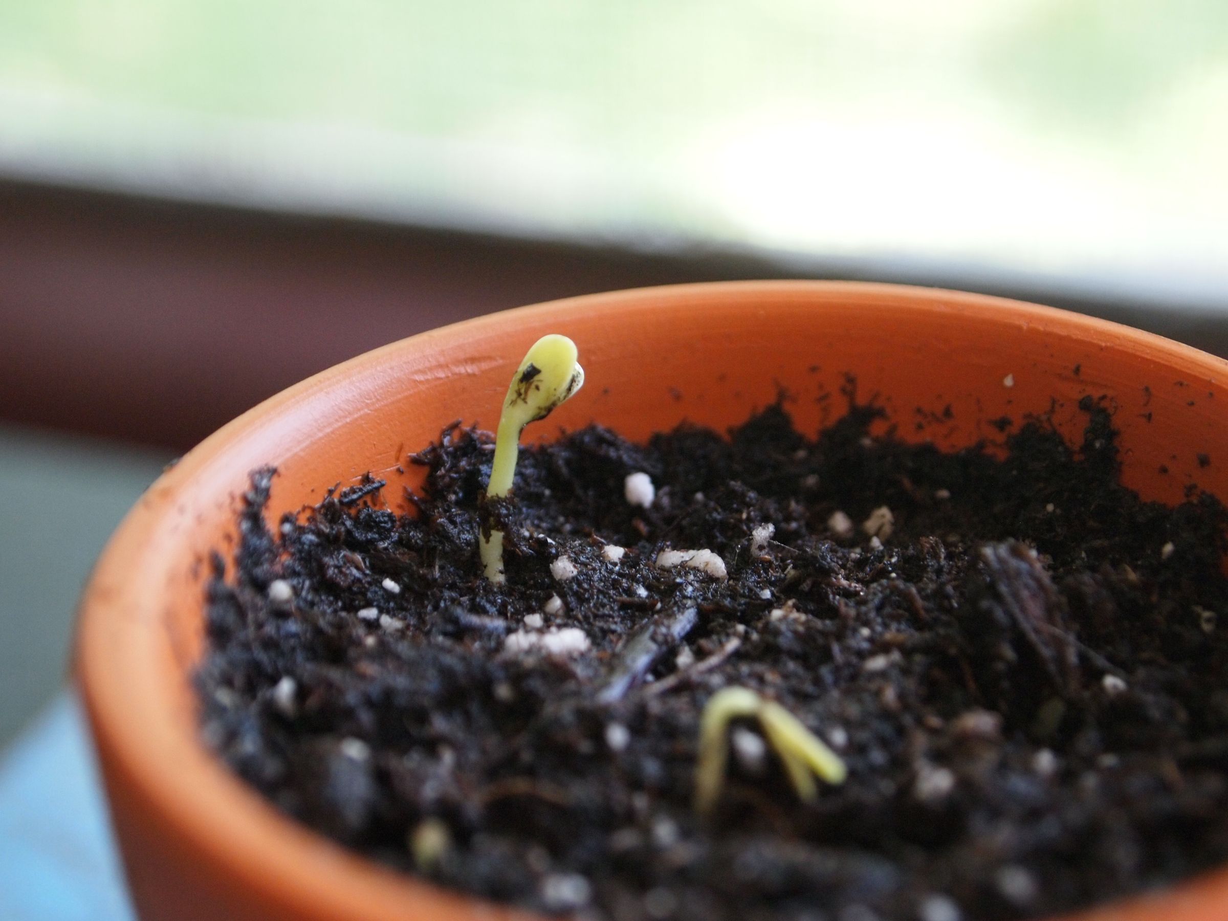 3 Days From Seed to Sprouting Plants : 4 Steps (with Pictures ...