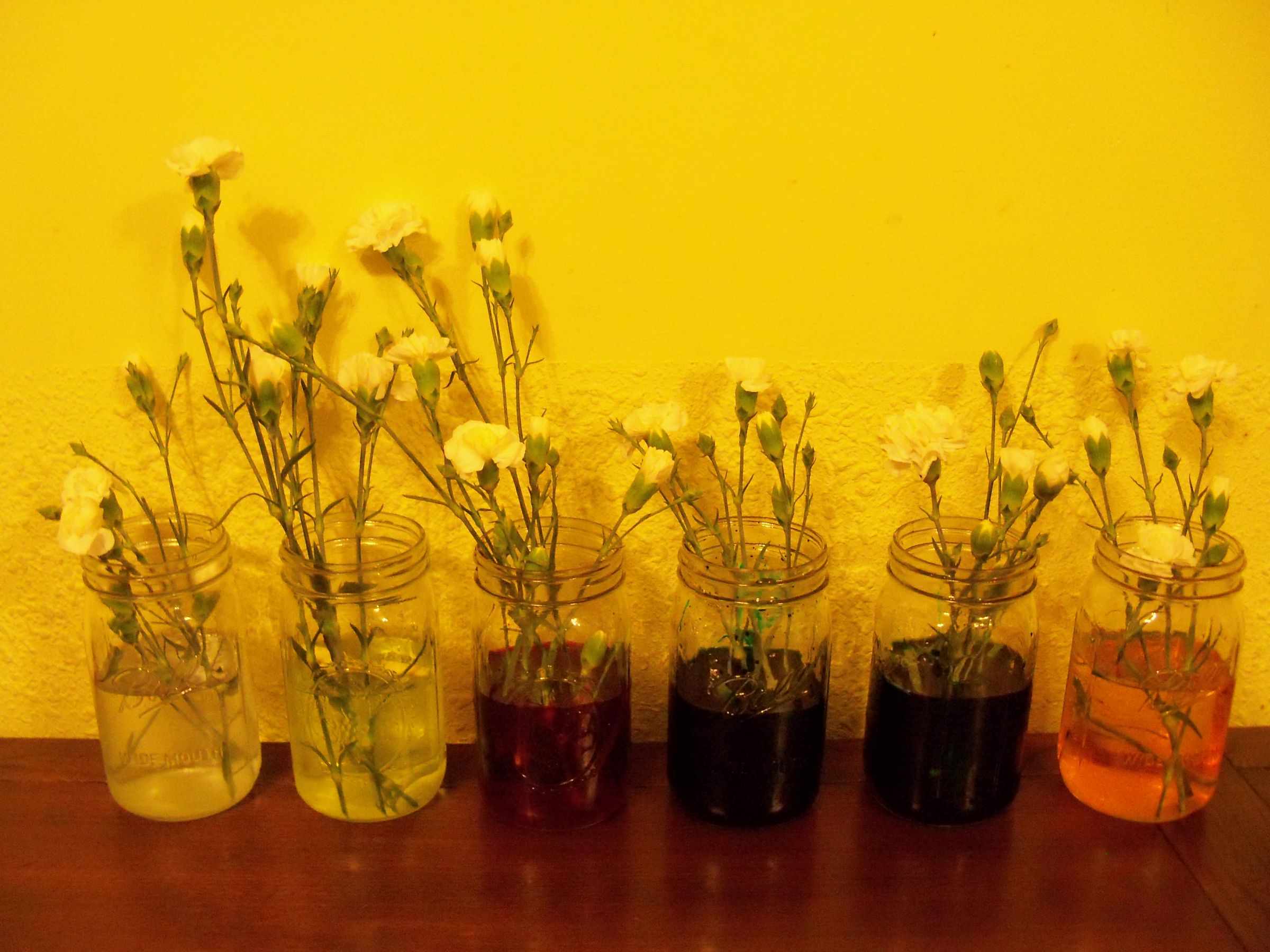 Make Multicolored Carnations . . . With Science! : 5 Steps (with ...
