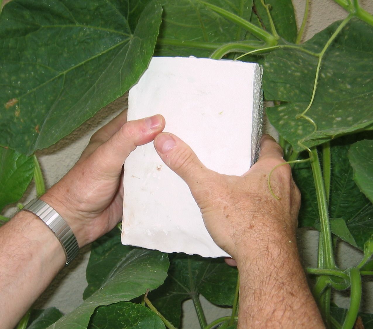 Portrait Gourds Grown in Molds : 8 Steps (with Pictures) - Instructables