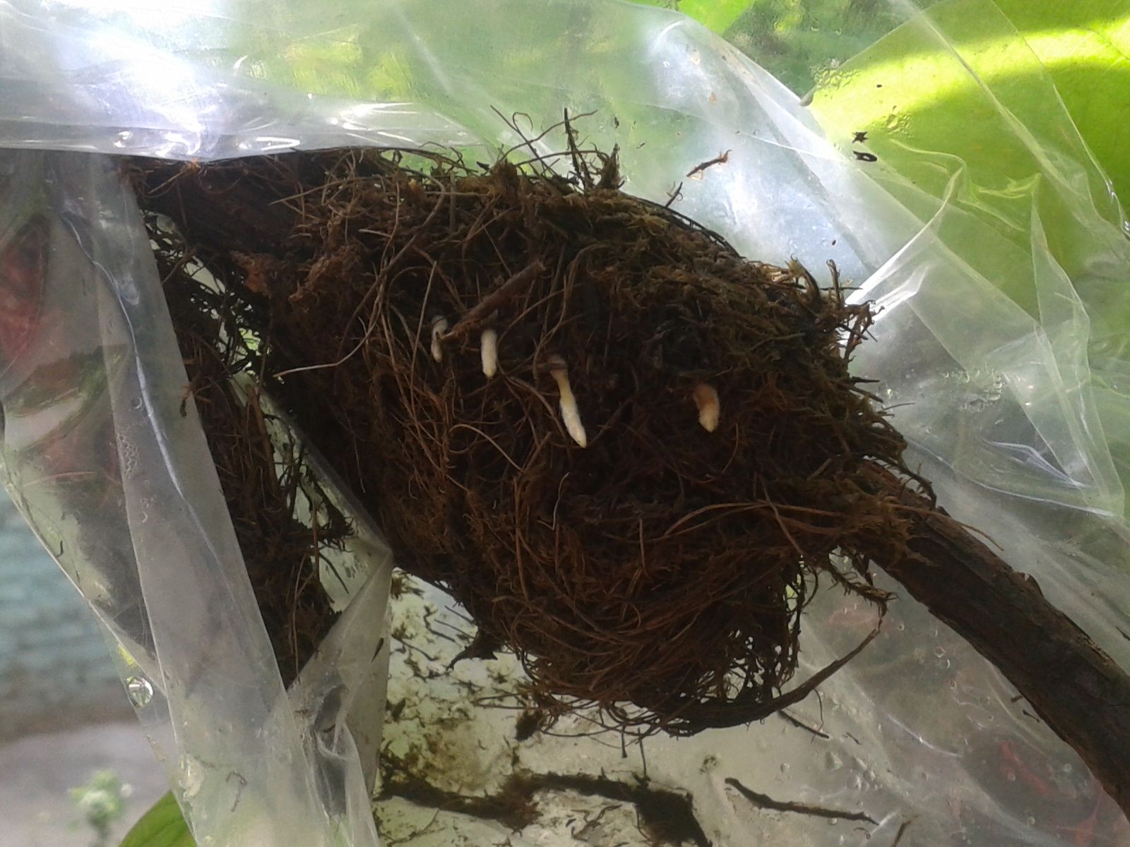 Propagating Plants by Air Layering : 8 Steps - Instructables