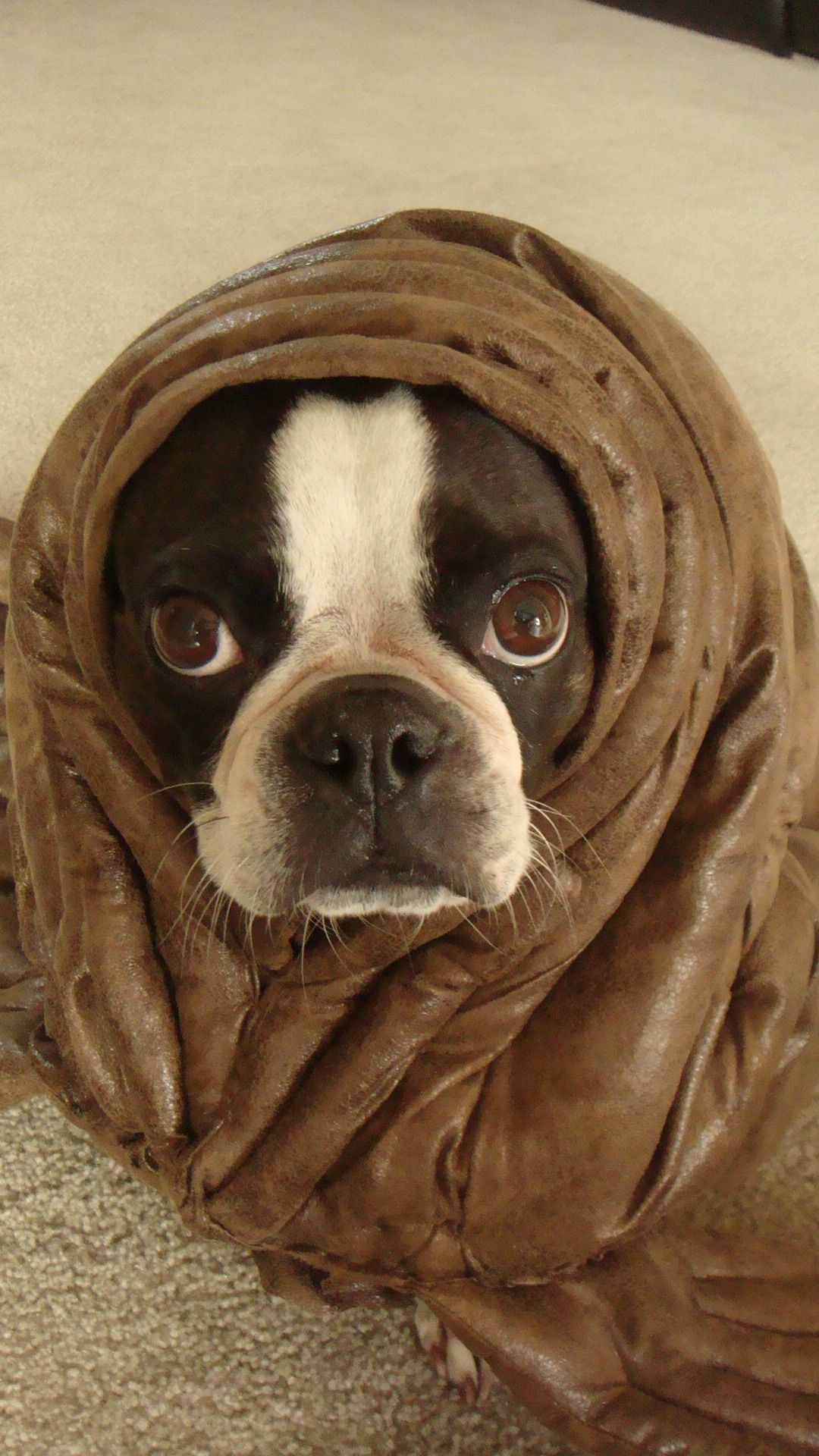 Tusk Walrus Suit