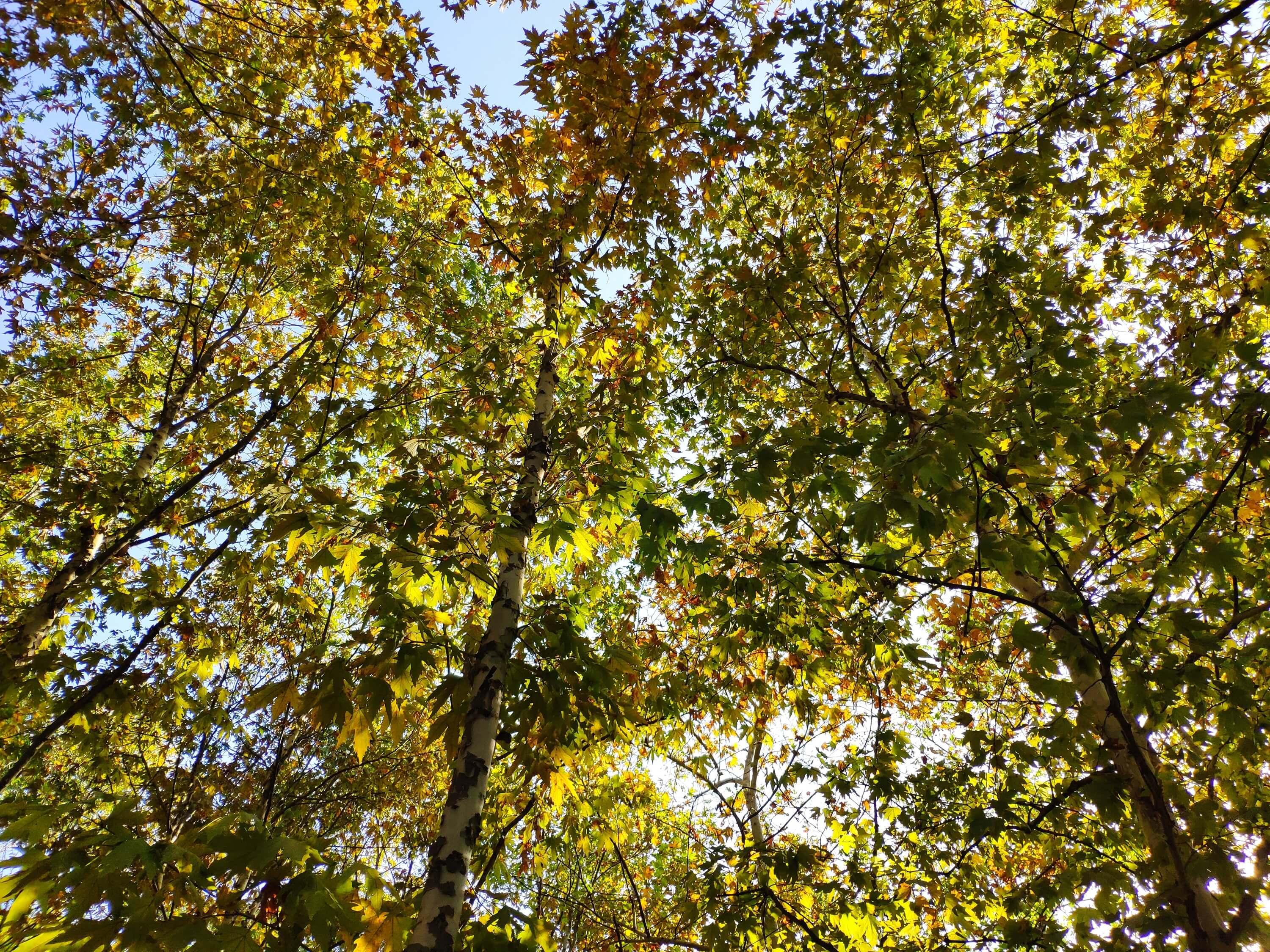 IoT AI-driven Tree Disease Identifier W/ Edge Impulse & MMS : 20 Steps - Instructables