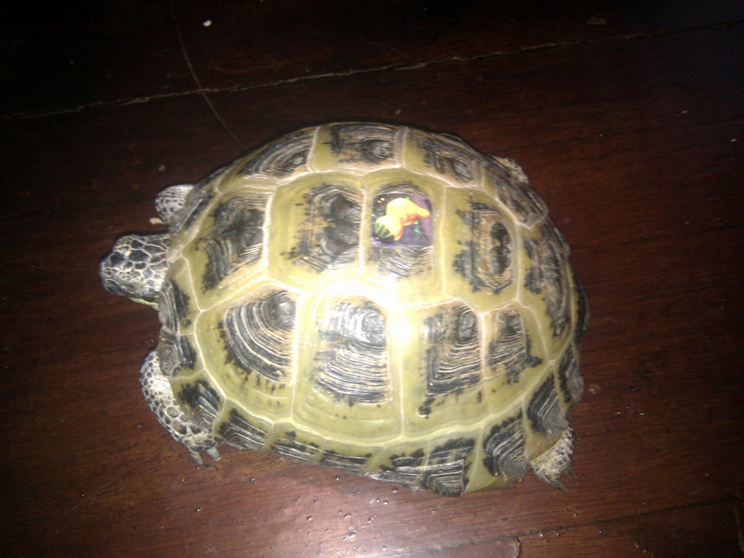 Tortoise Tracker (Analogue Version) : 5 Steps (with Pictures ...