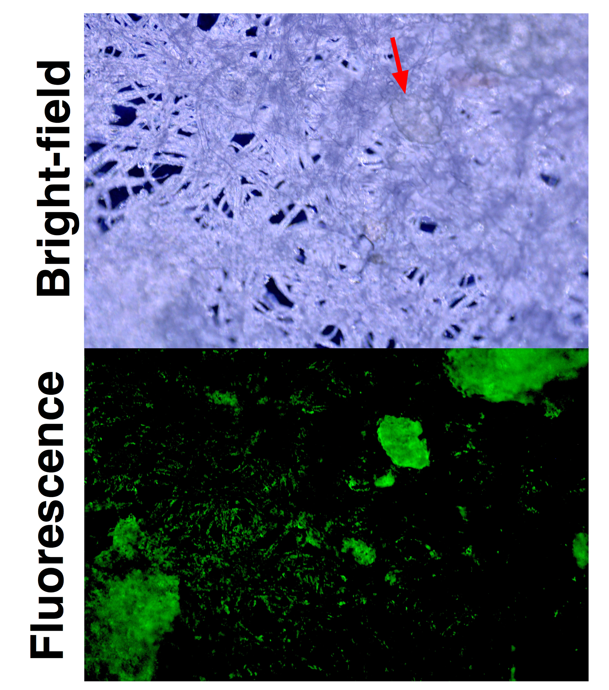 Low-cost Fluorescence and Brightfield Microscopes : 9 Steps (with ...