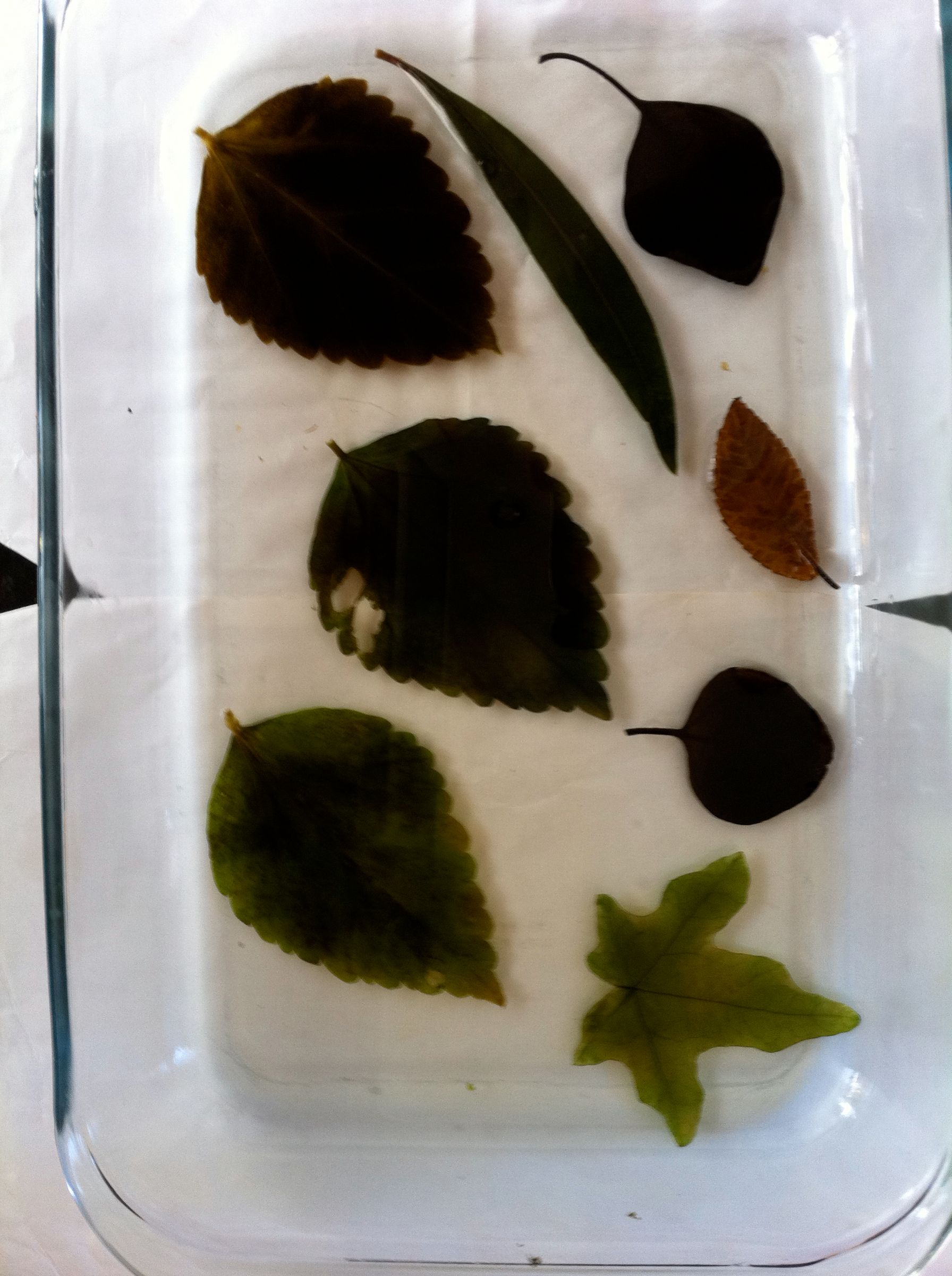 Leaf Skeletonization : 6 Steps (with Pictures) - Instructables