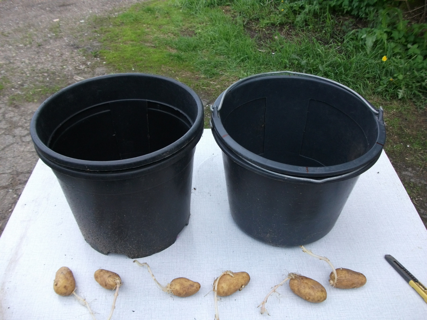 Growing Potatoes in Buckets : 4 Steps (with Pictures) - Instructables