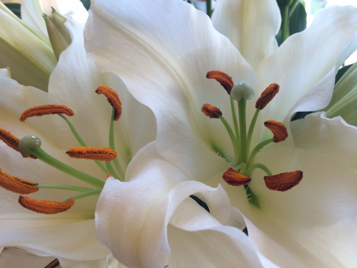 Flower Dissection! : 6 Steps (with Pictures) - Instructables