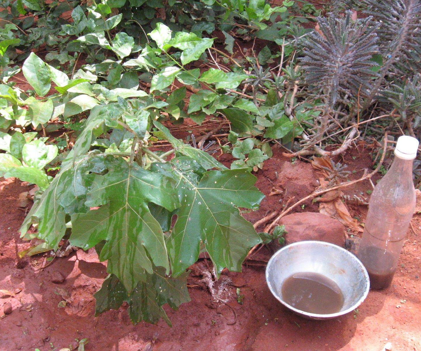 Home-made Organic Ant Repellent : 6 Steps - Instructables