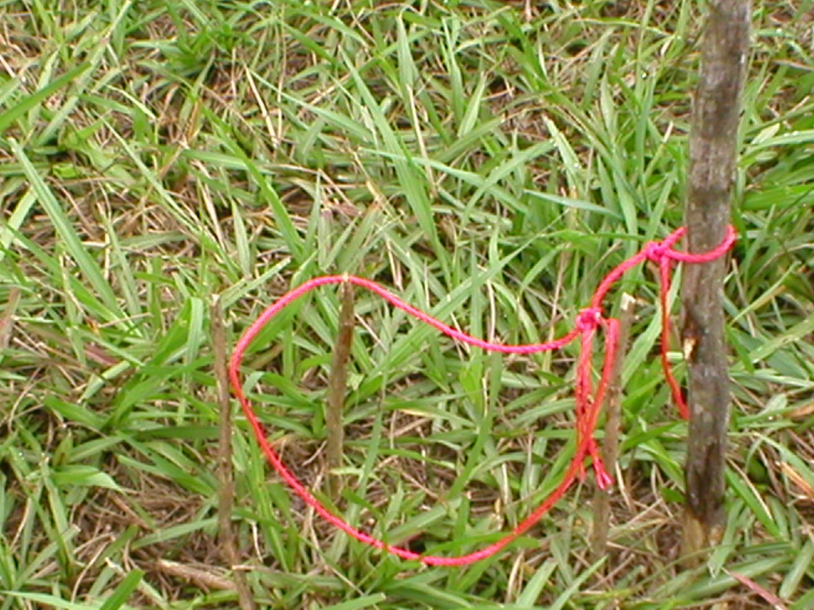 Rabbit Snare : 6 Steps - Instructables