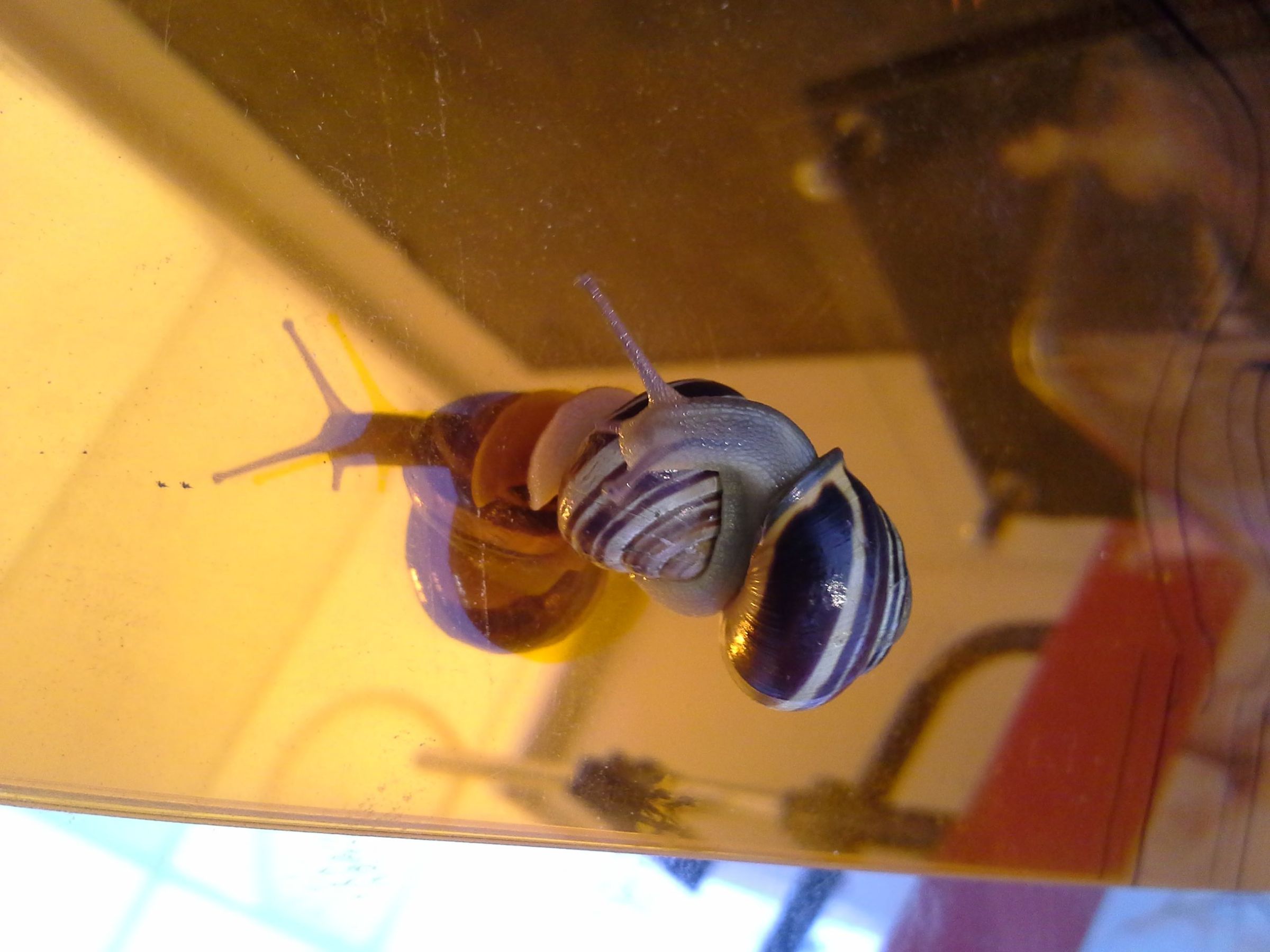 Snail Art: Making Art With Snails : 8 Steps (with Pictures) - Instructables