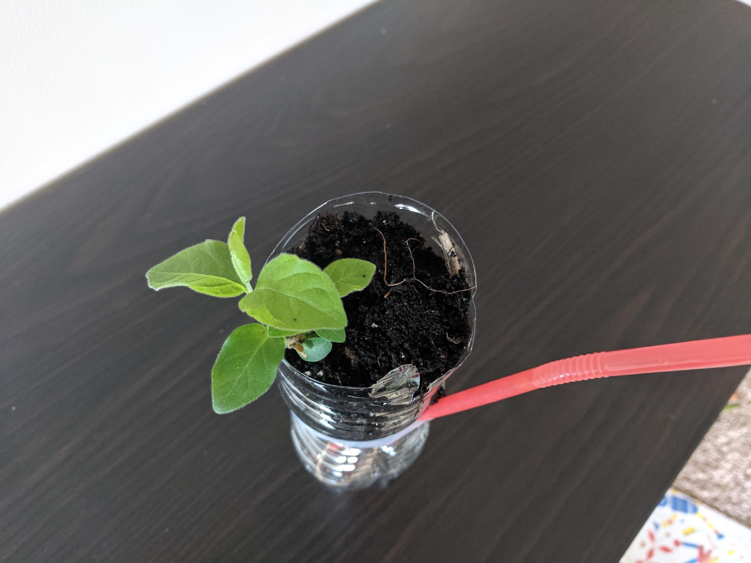 Self Watering Pot : 5 Steps - Instructables