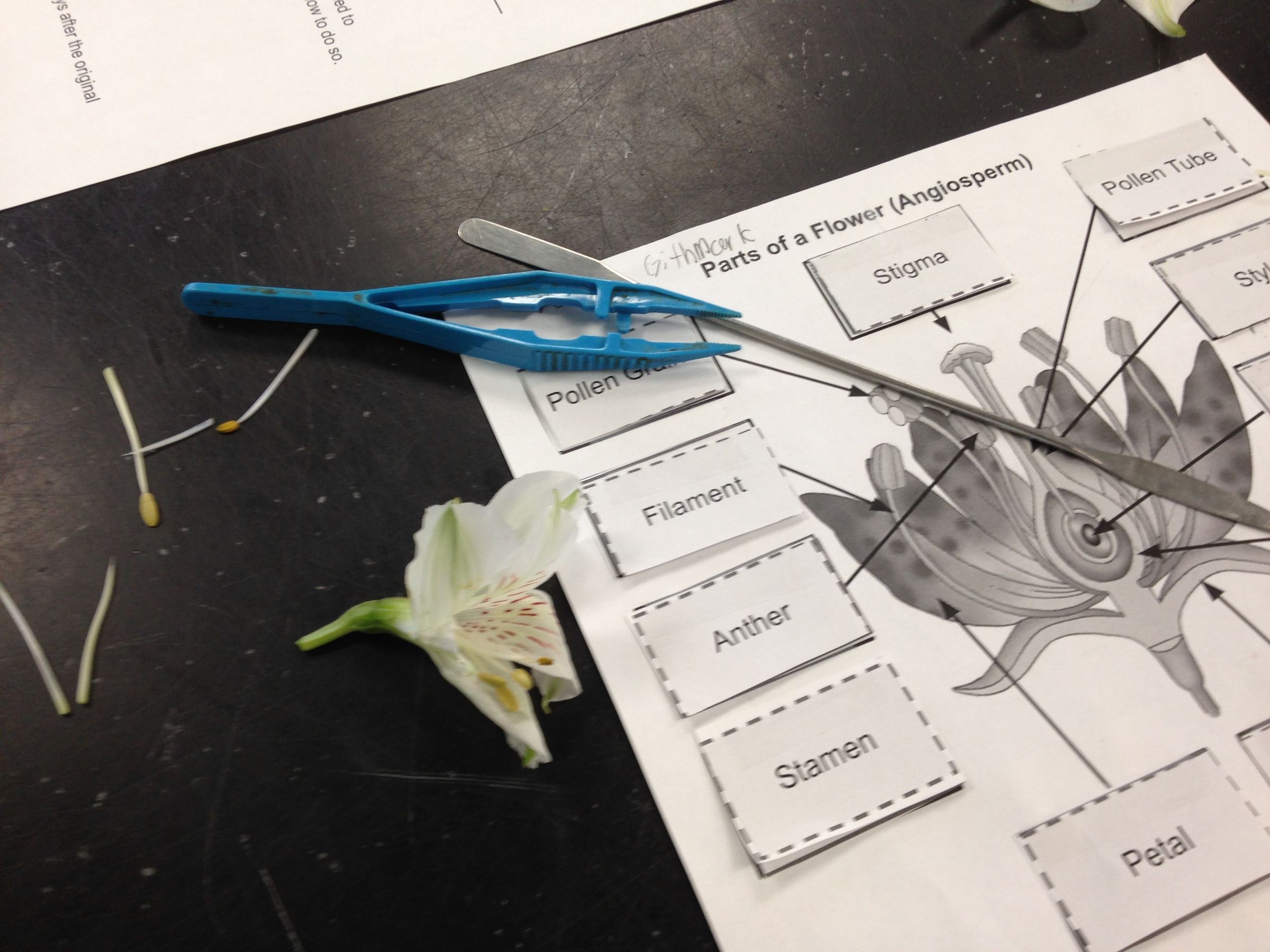 Flower Flip-Flap Activity : 4 Steps - Instructables