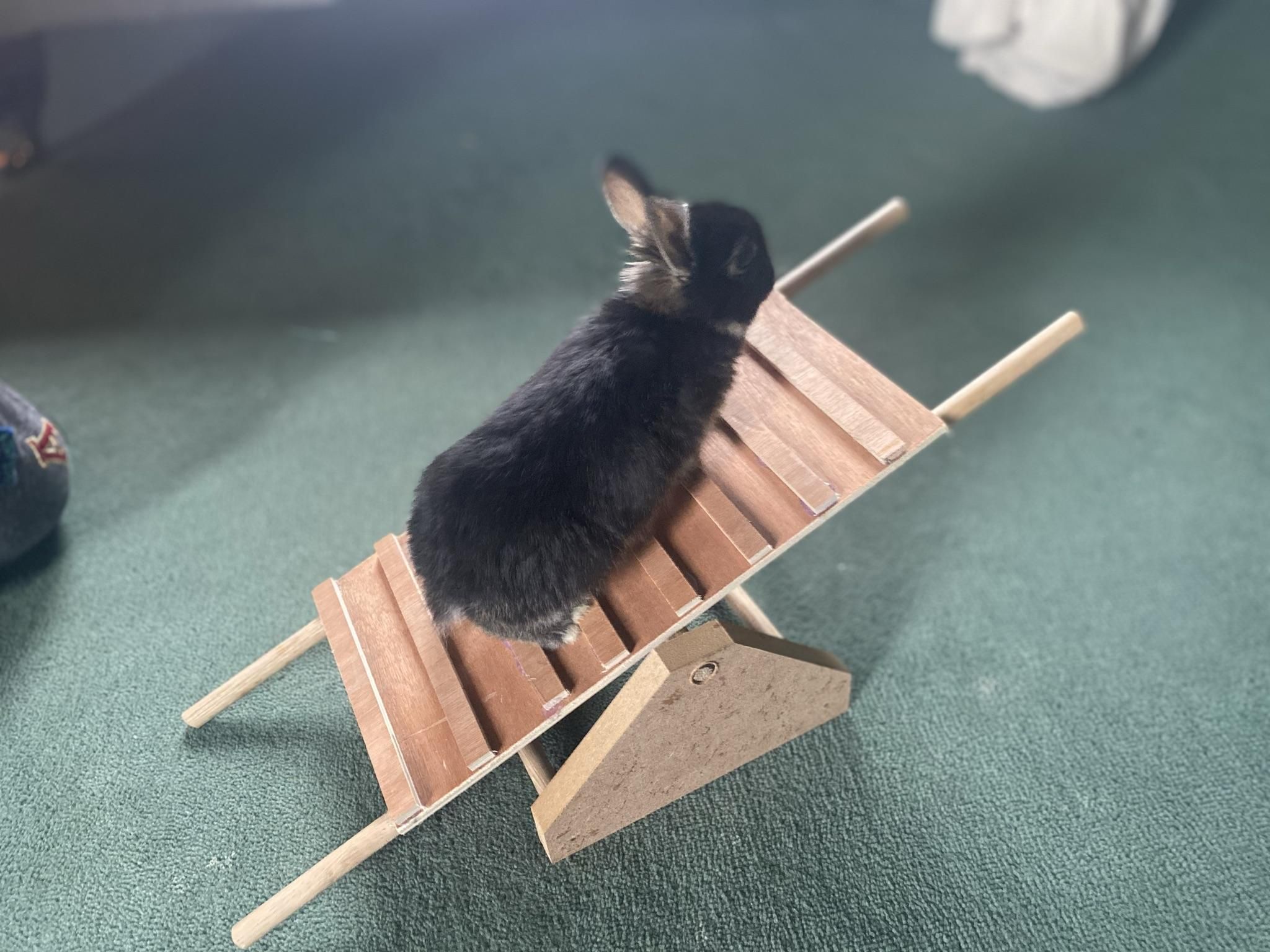 Two Level Indoor Rabbit Hutch : 5 Steps (with Pictures) - Instructables