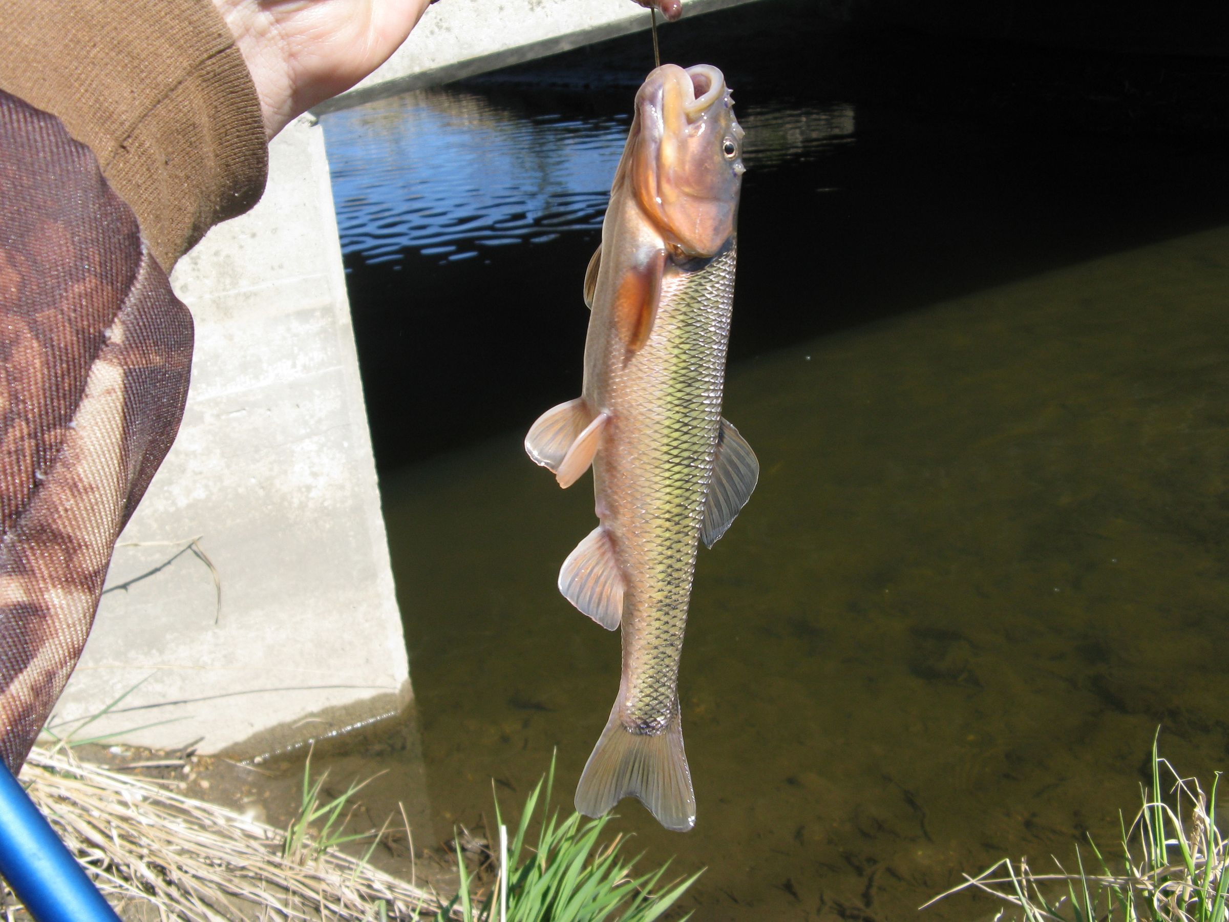 Fresh Trout Breakfast : 10 Steps (with Pictures) - Instructables