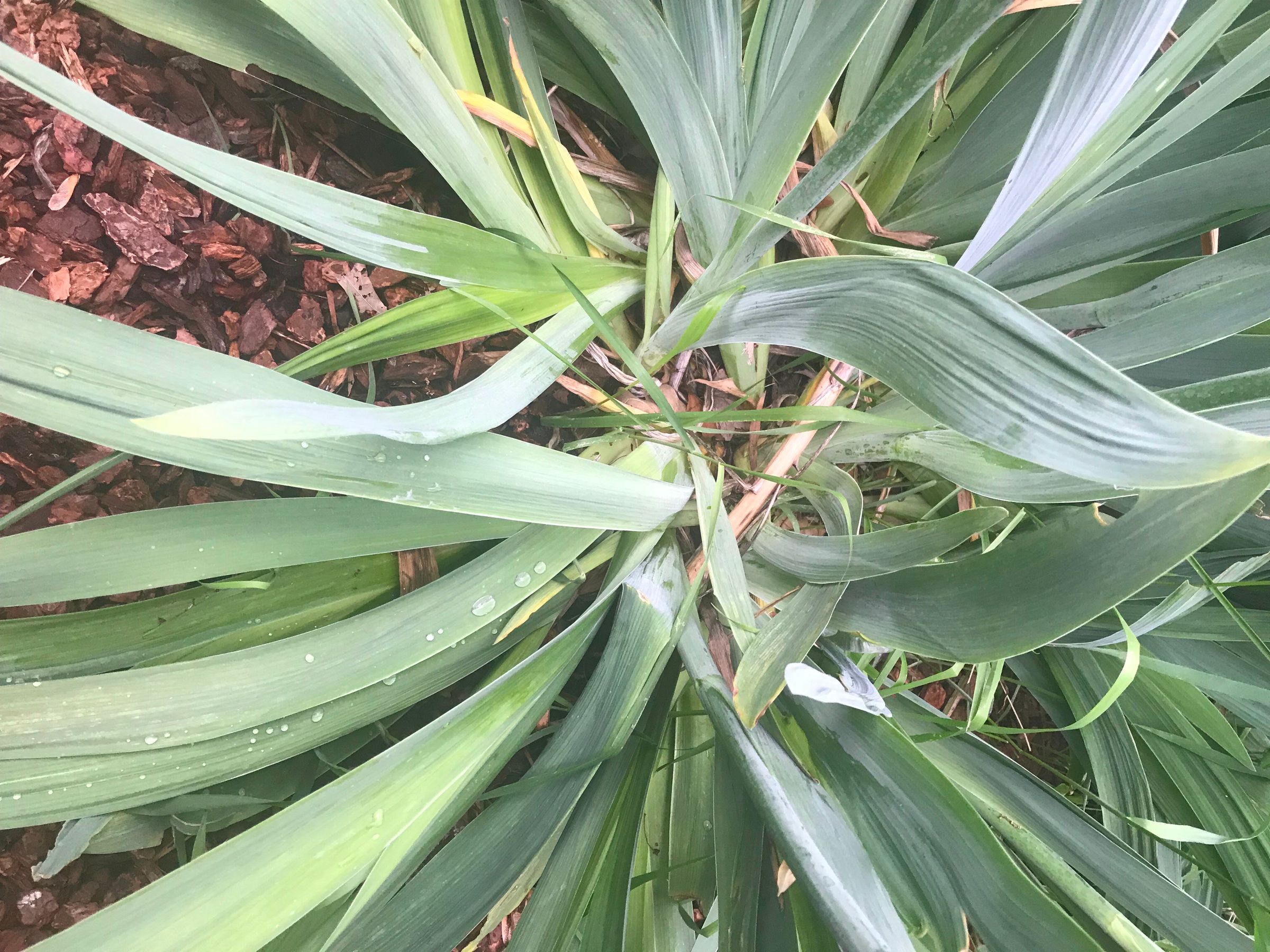 Bearded Iris - Divide and Conquer : 5 Steps (with Pictures) - Instructables