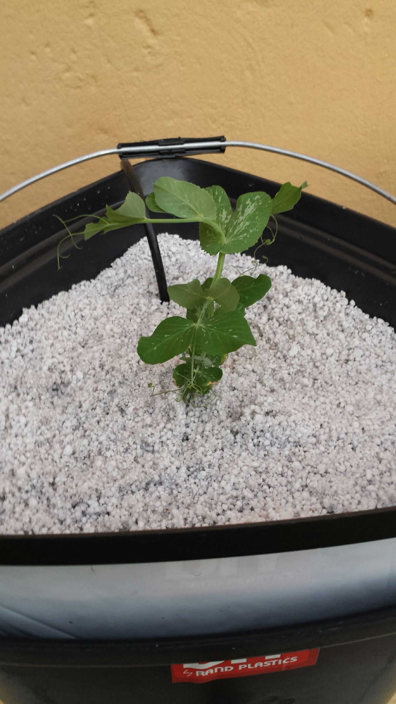 Dutch Bucket Hydroponics : 8 Steps (with Pictures) - Instructables