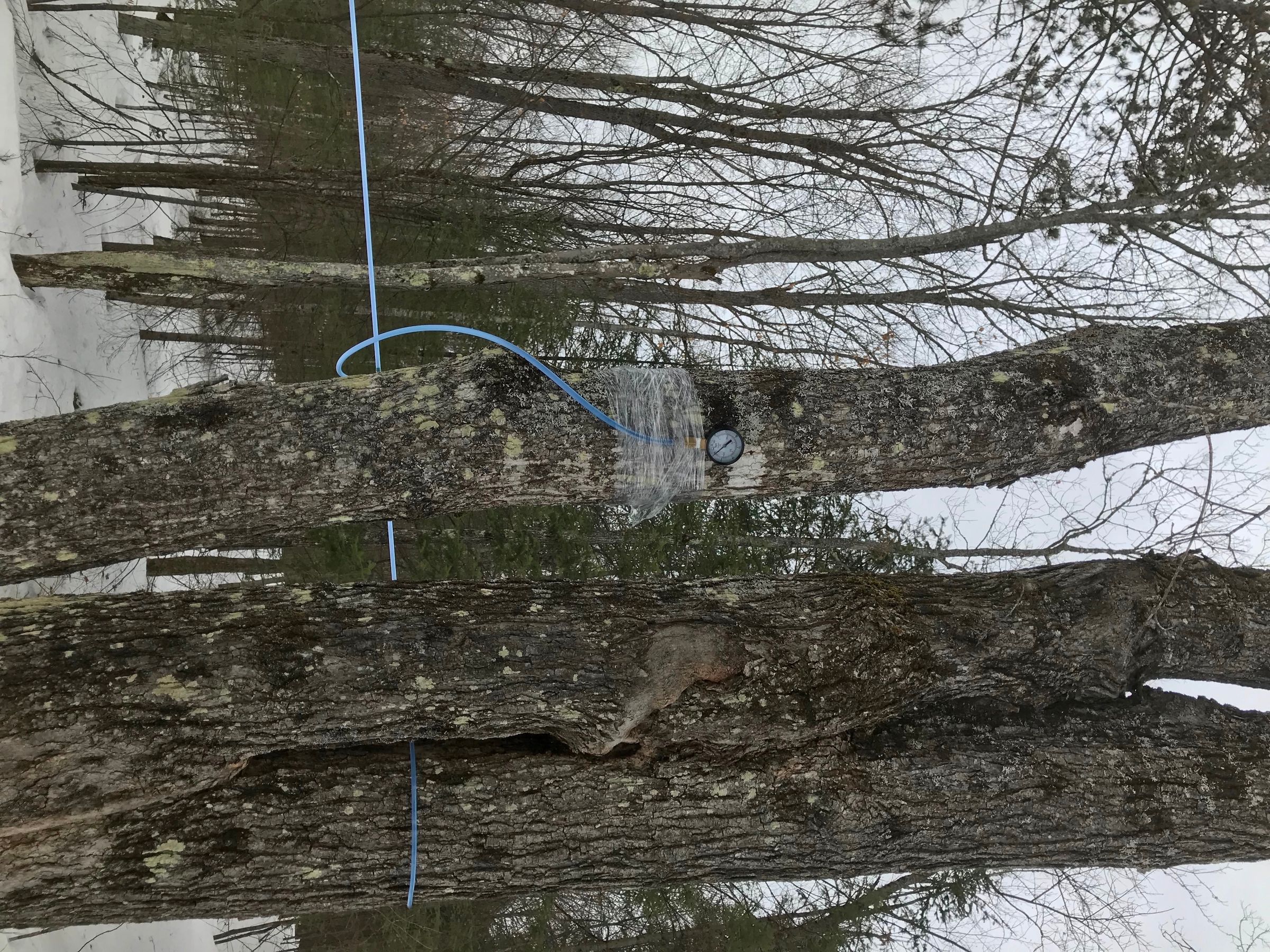 Off Grid Solar Powered Maple Sap Vacuum System : 7 Steps (with Pictures ...