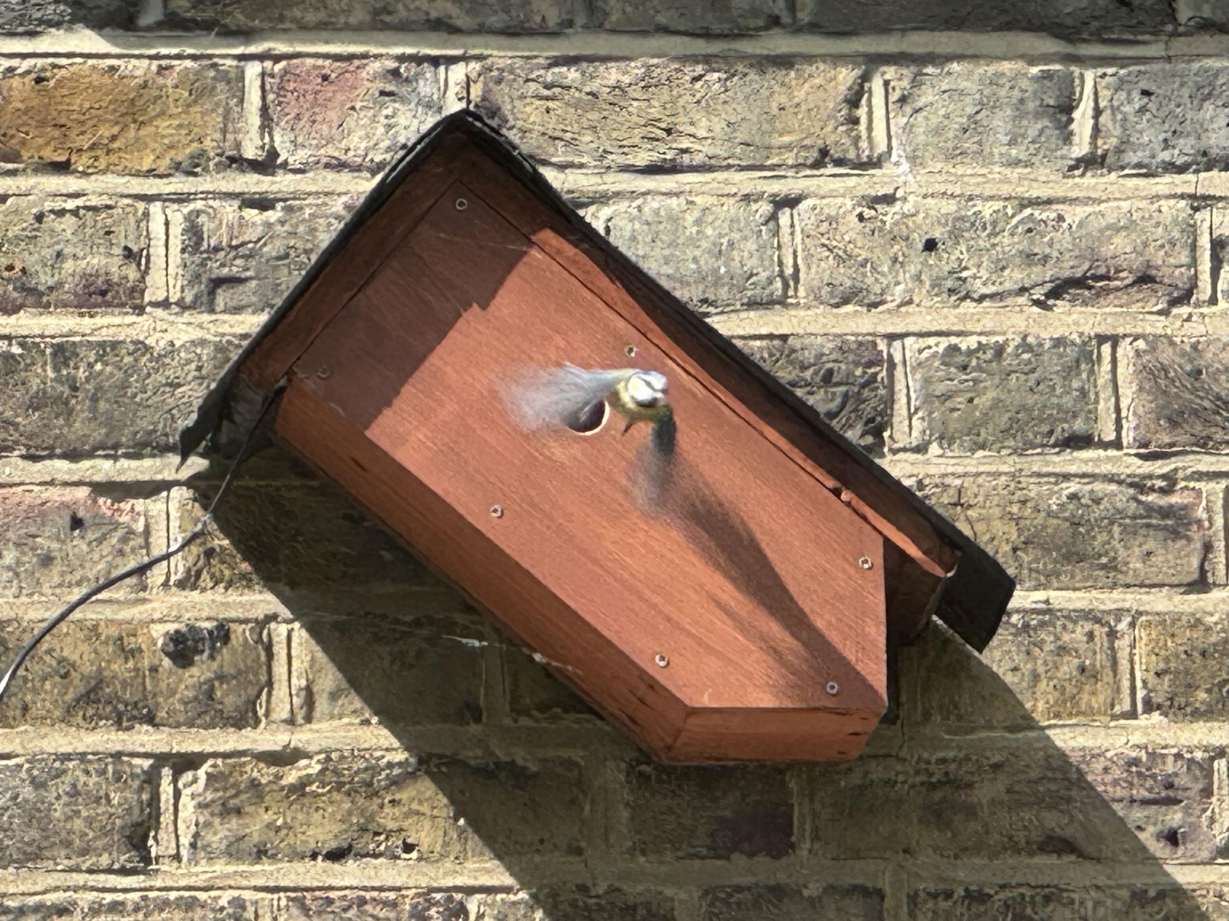 Side View Bird Box Camera and BlueTit Diary : 70 Steps (with Pictures ...