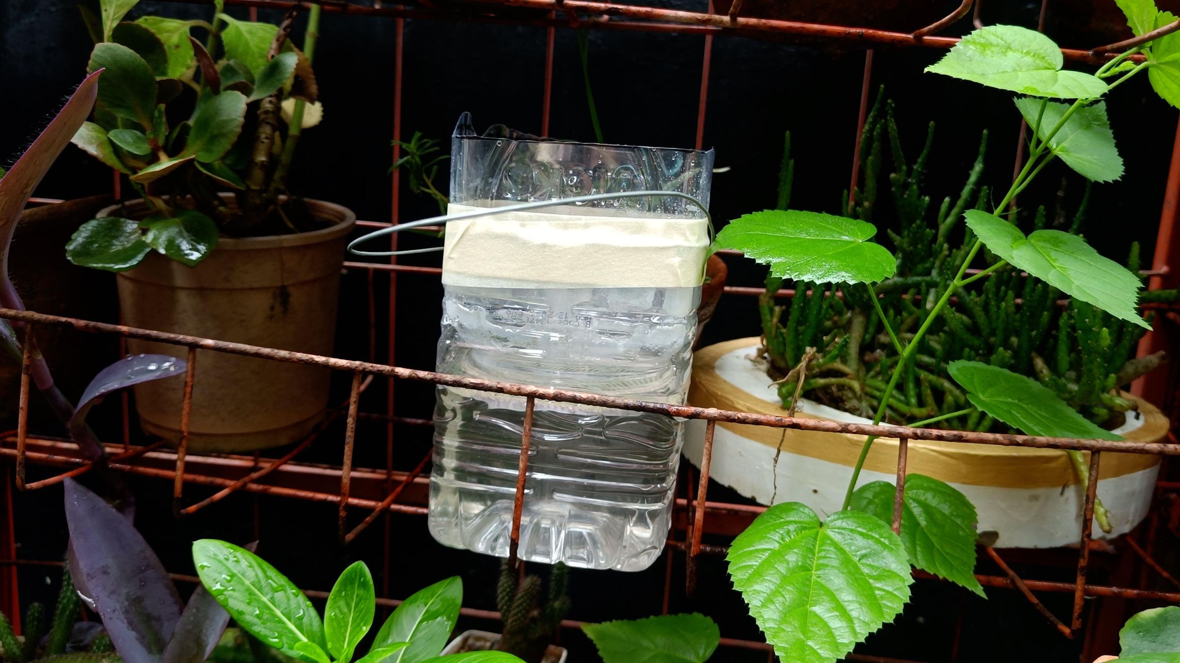 Monsoon Mosquito Control - DIY Ovitraps to Reduce Mosquito Populations ...