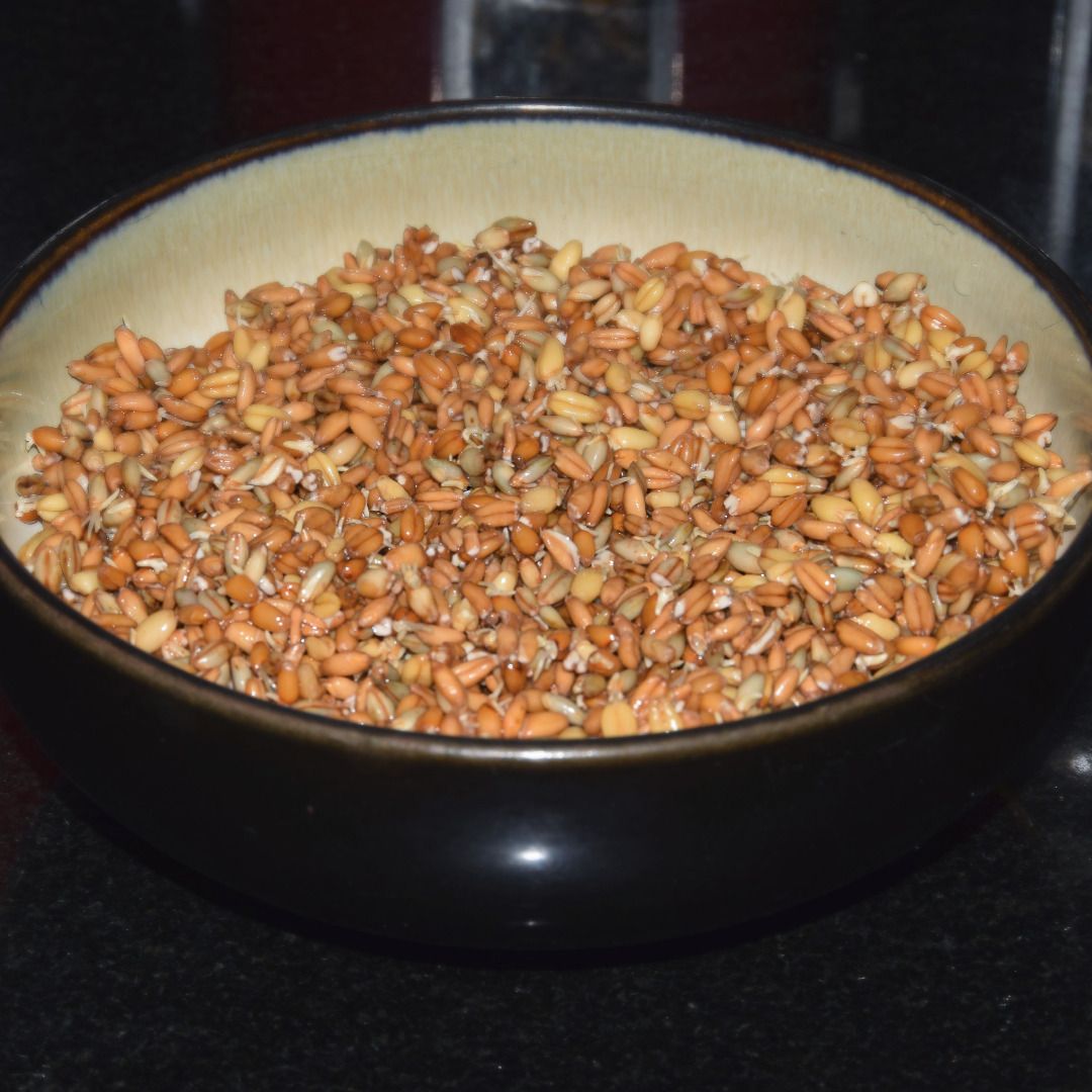 Homemade Sprouted Whole Grains : 3 Steps (with Pictures) - Instructables