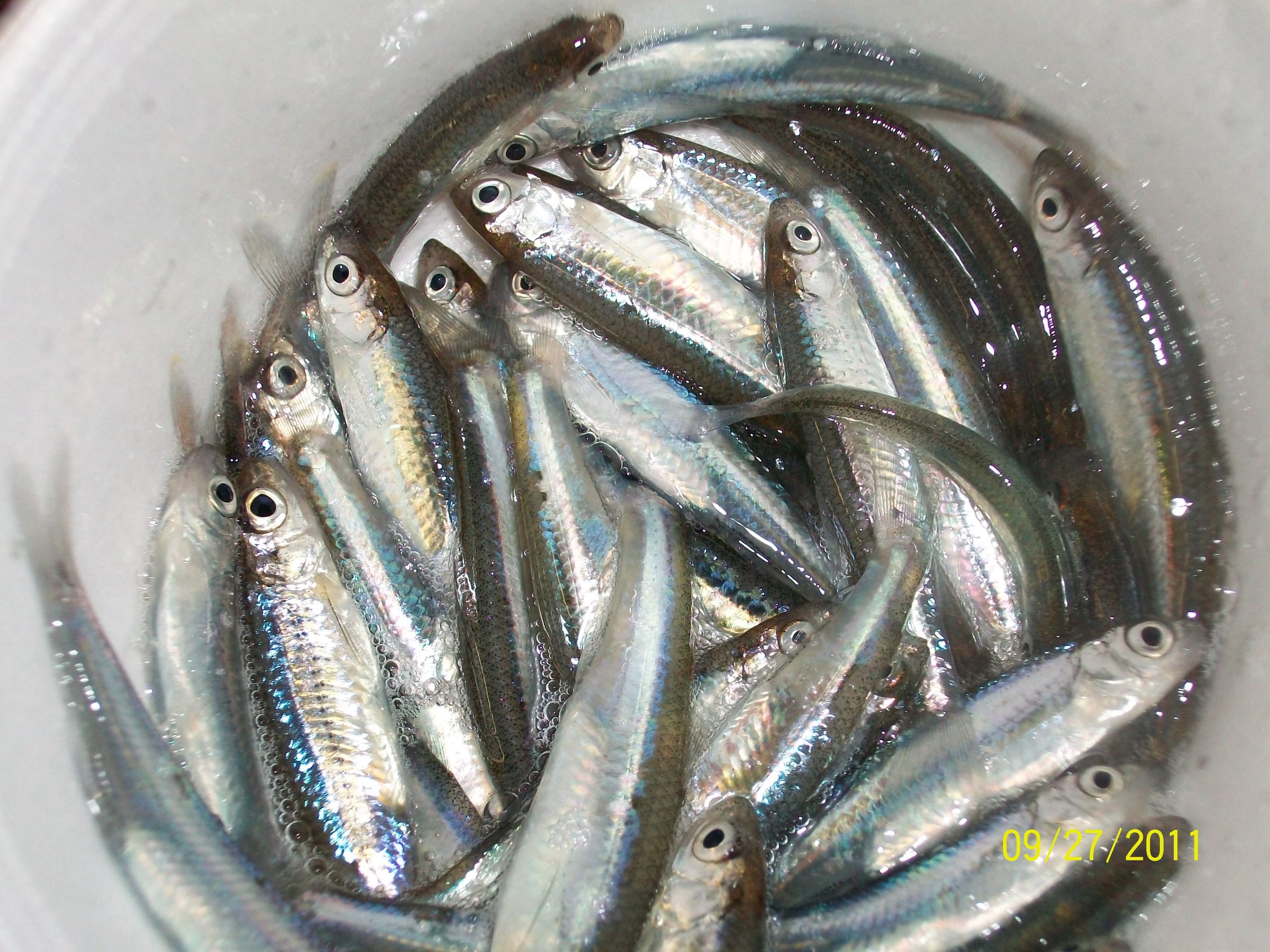 White Perch Fishing Guide : 5 Steps (with Pictures) - Instructables