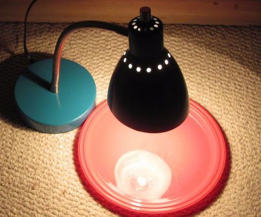 Simple Flea Trap : 6 Steps (with Pictures) - Instructables